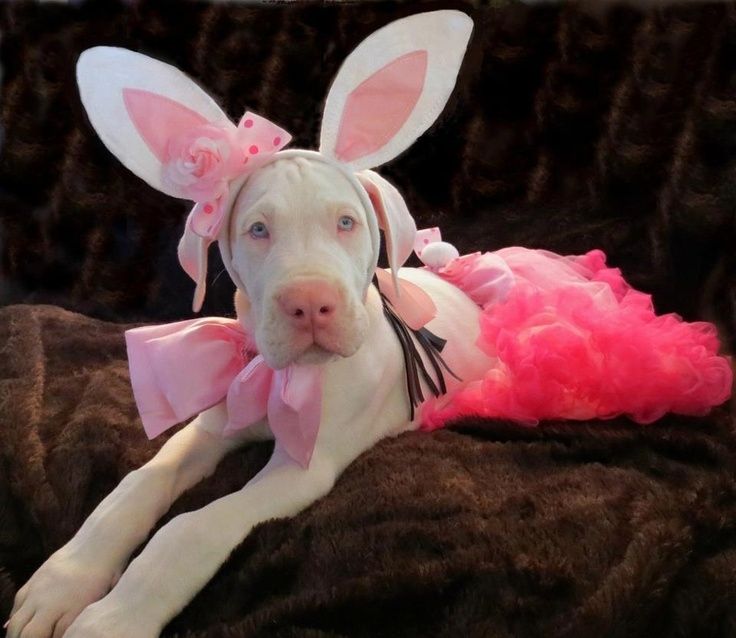 Tiny Easter Bunny Scrolller 0091