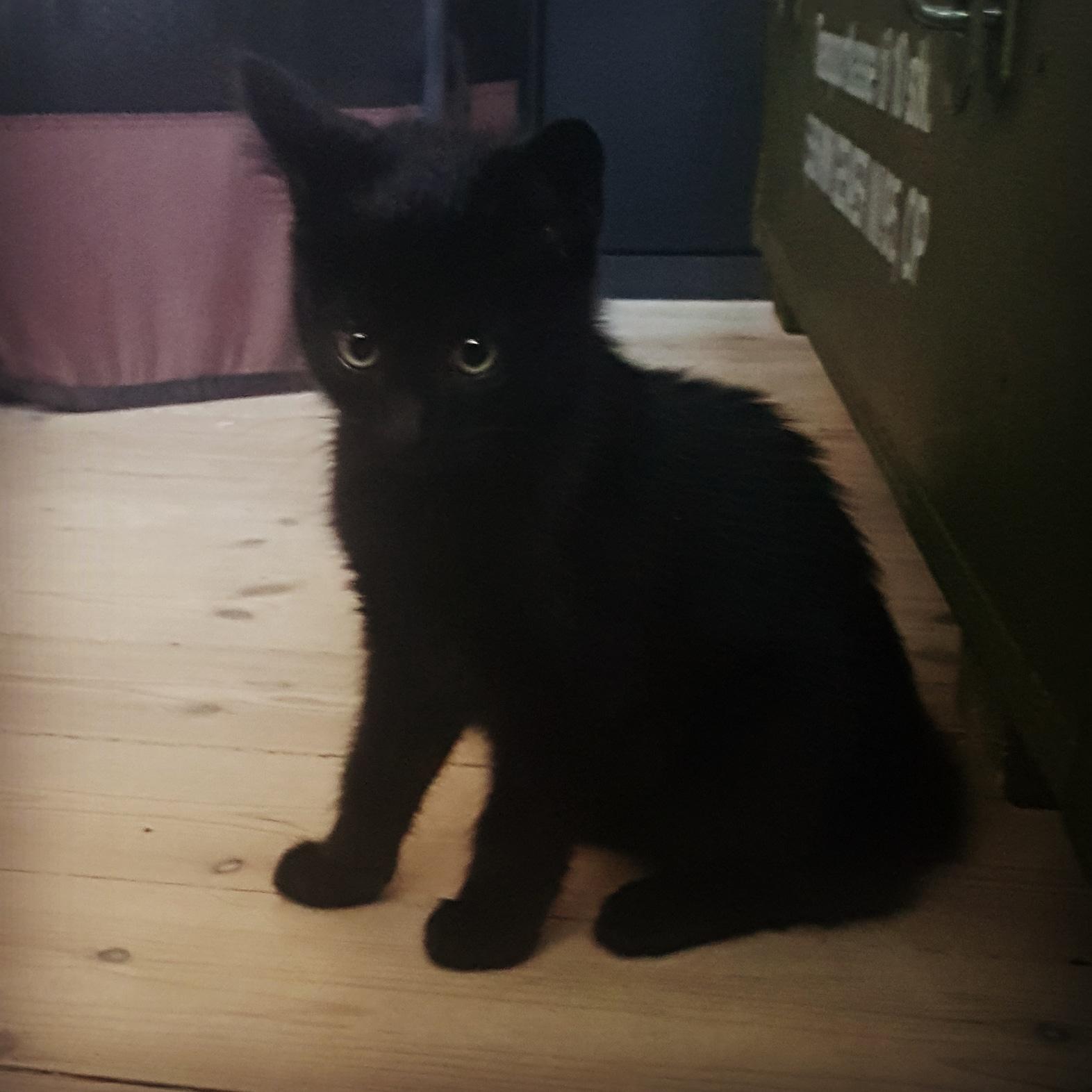 Tiny foster void | Scrolller