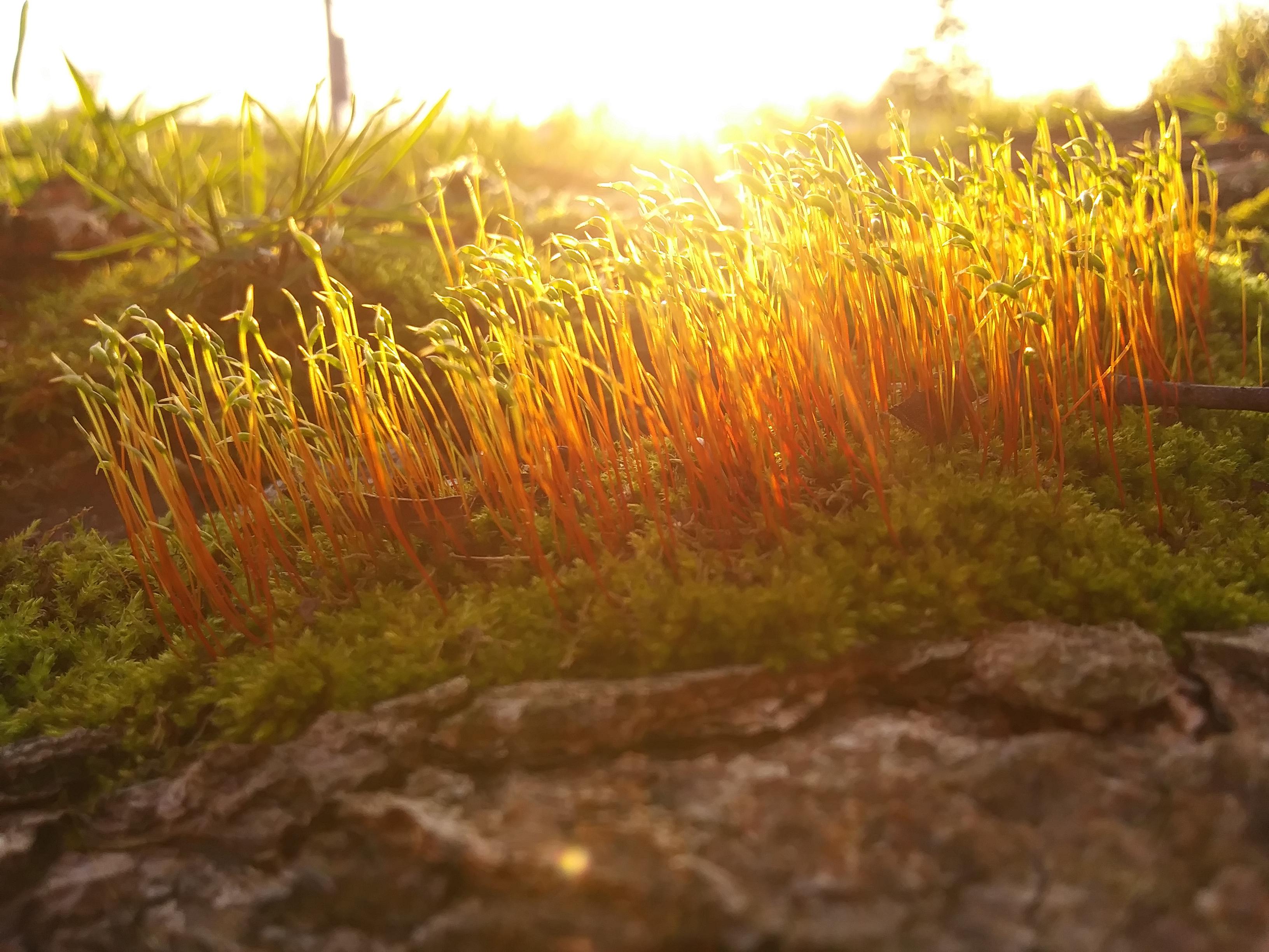 Tiny glowing forest | Scrolller