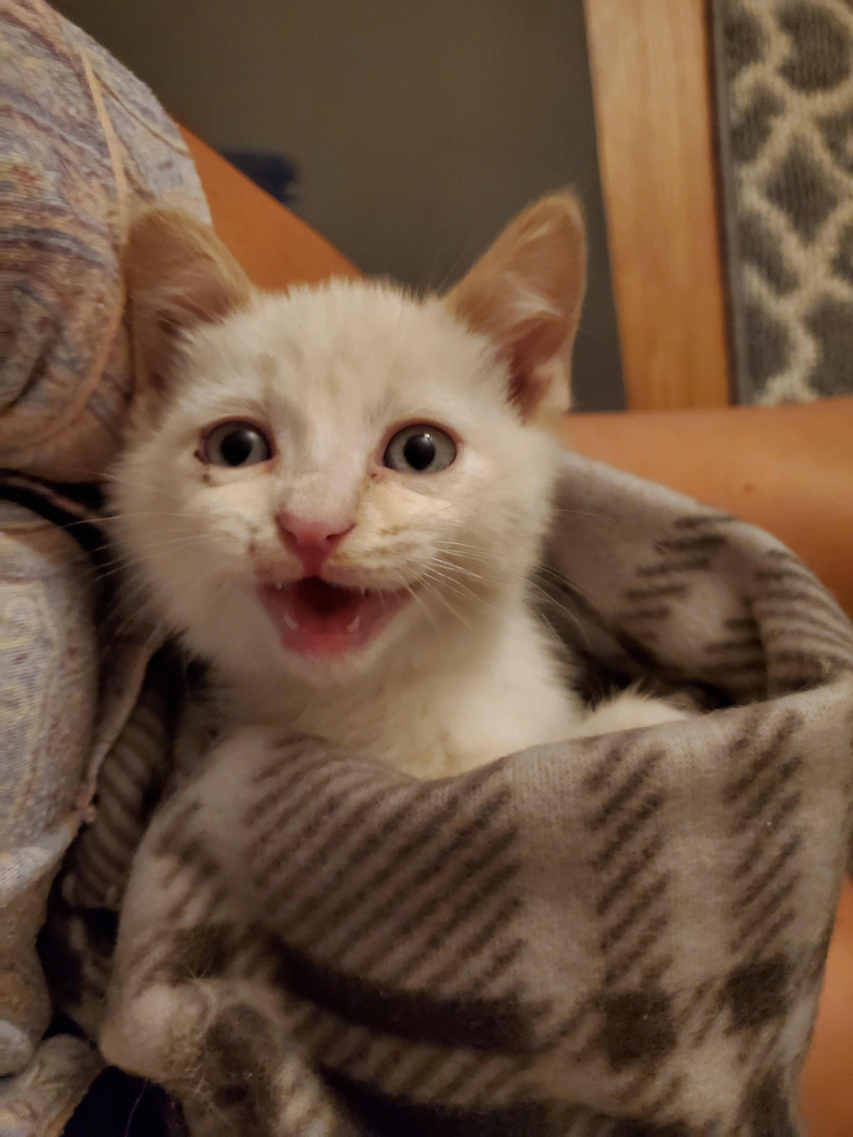 Tiny guy needs a name | Scrolller