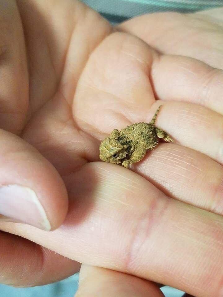 Tiny horned lizard! | Scrolller