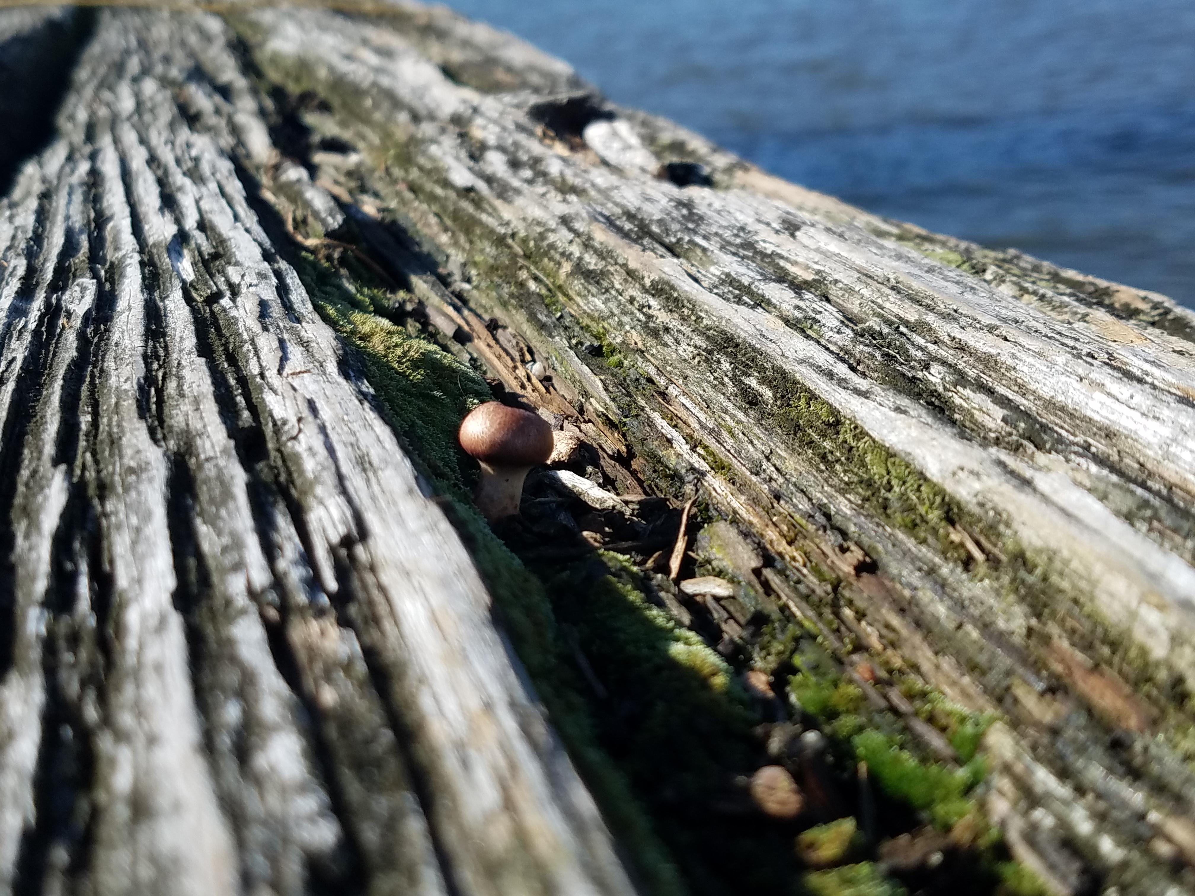 Tiny mushroom trying it's best at a dock. Near Bear Mountain State Park, NY | Scrolller