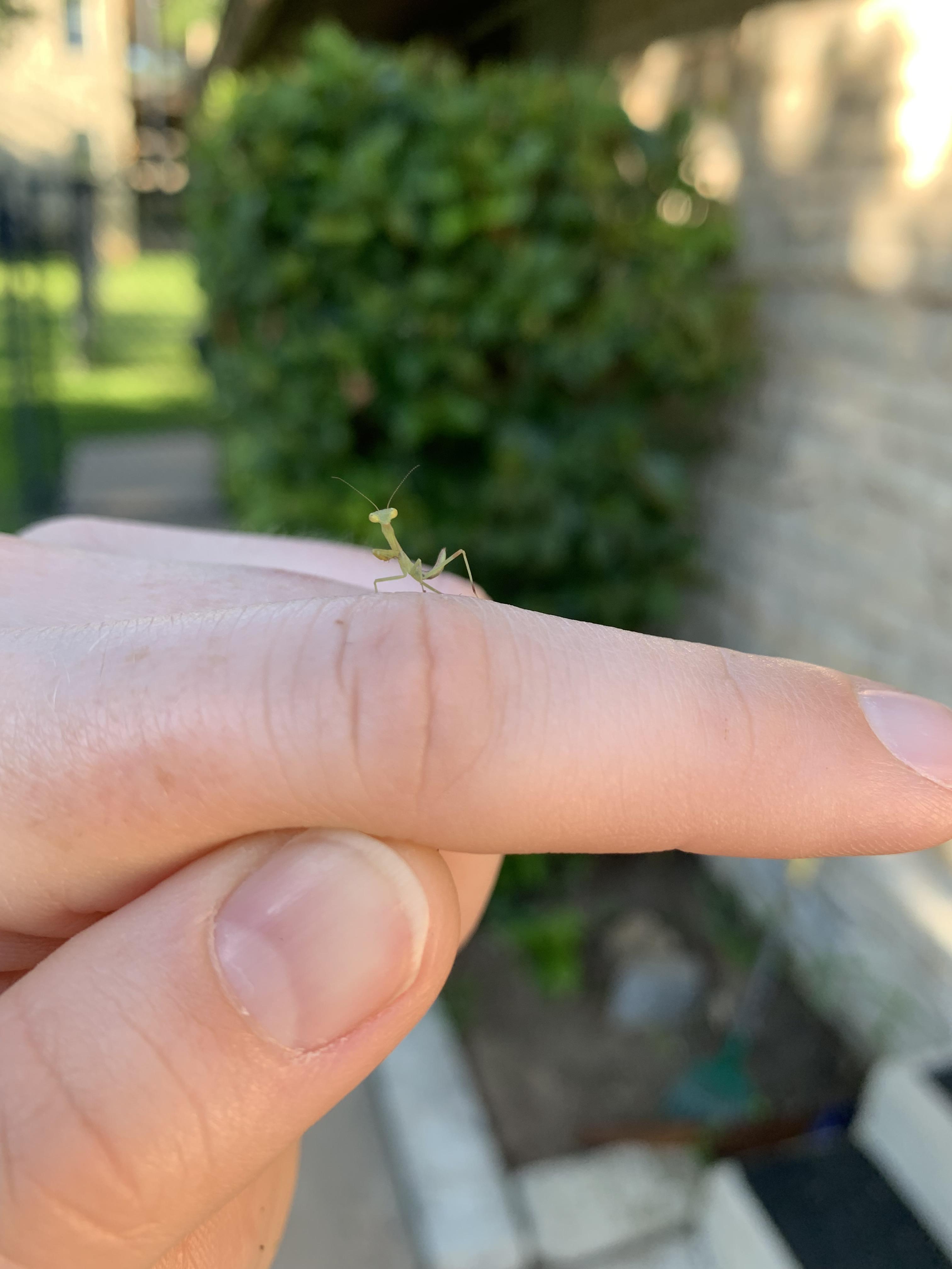 Tiny praying mantis | Scrolller