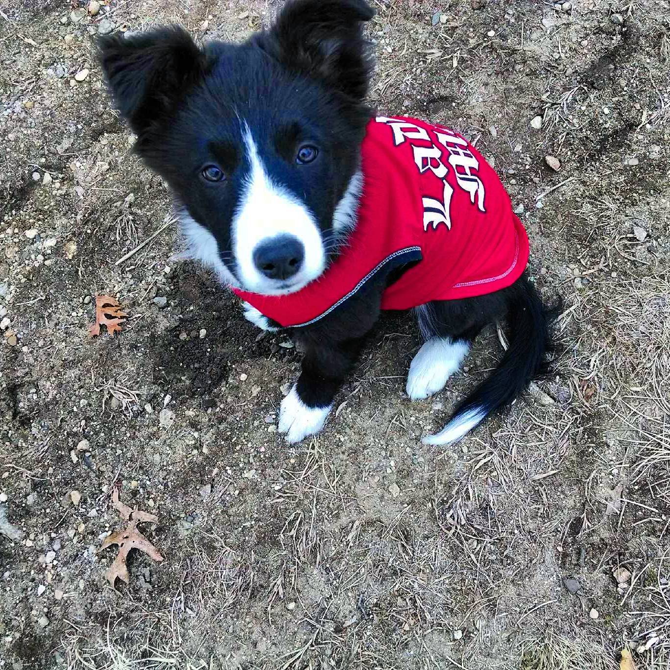 Tiny pupper in possession of smol paws and cute snoot | Scrolller