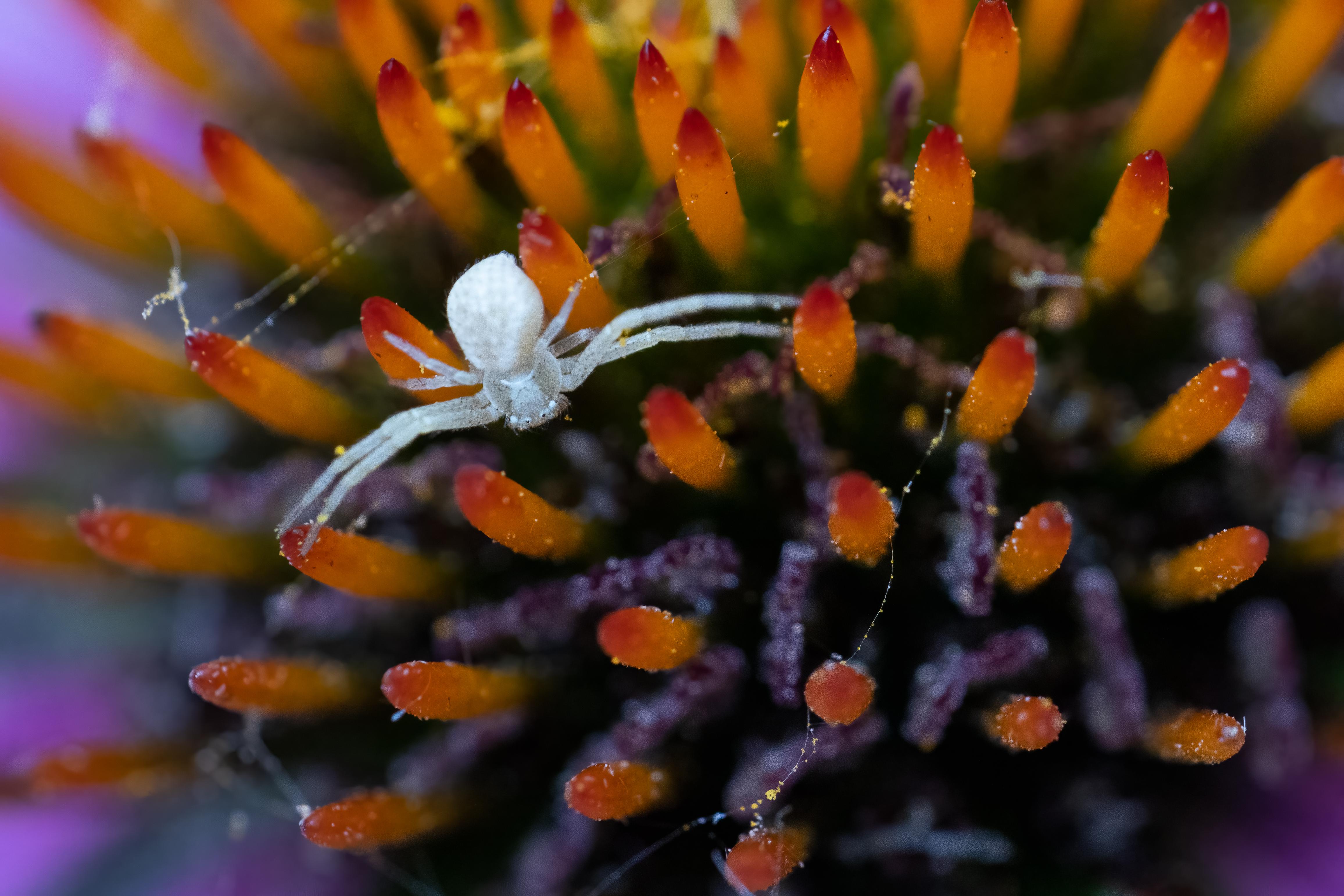 🔥 Tiny white crab spider on an echinacea flower 🔥 | Scrolller