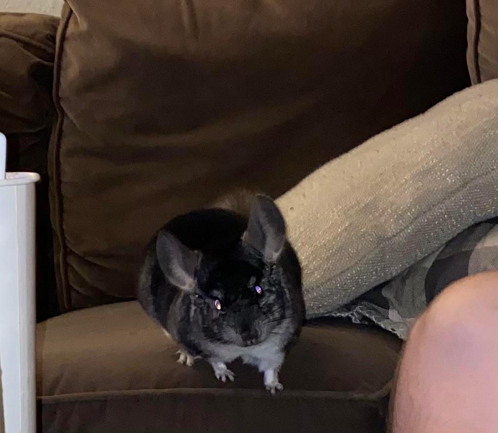 Tip: dont use flash on your chinchilla unless you want nightmares | Scrolller