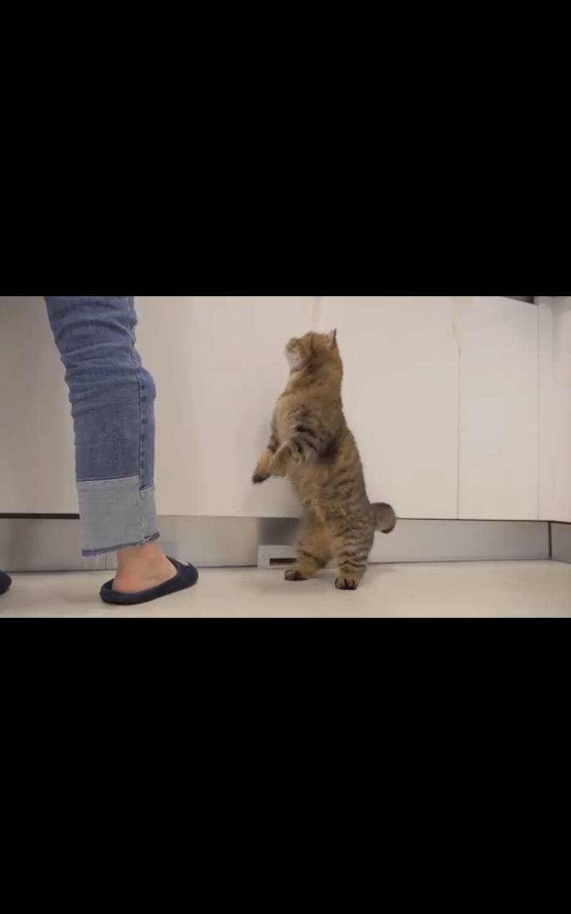 Tippy toes LuLu | Scrolller