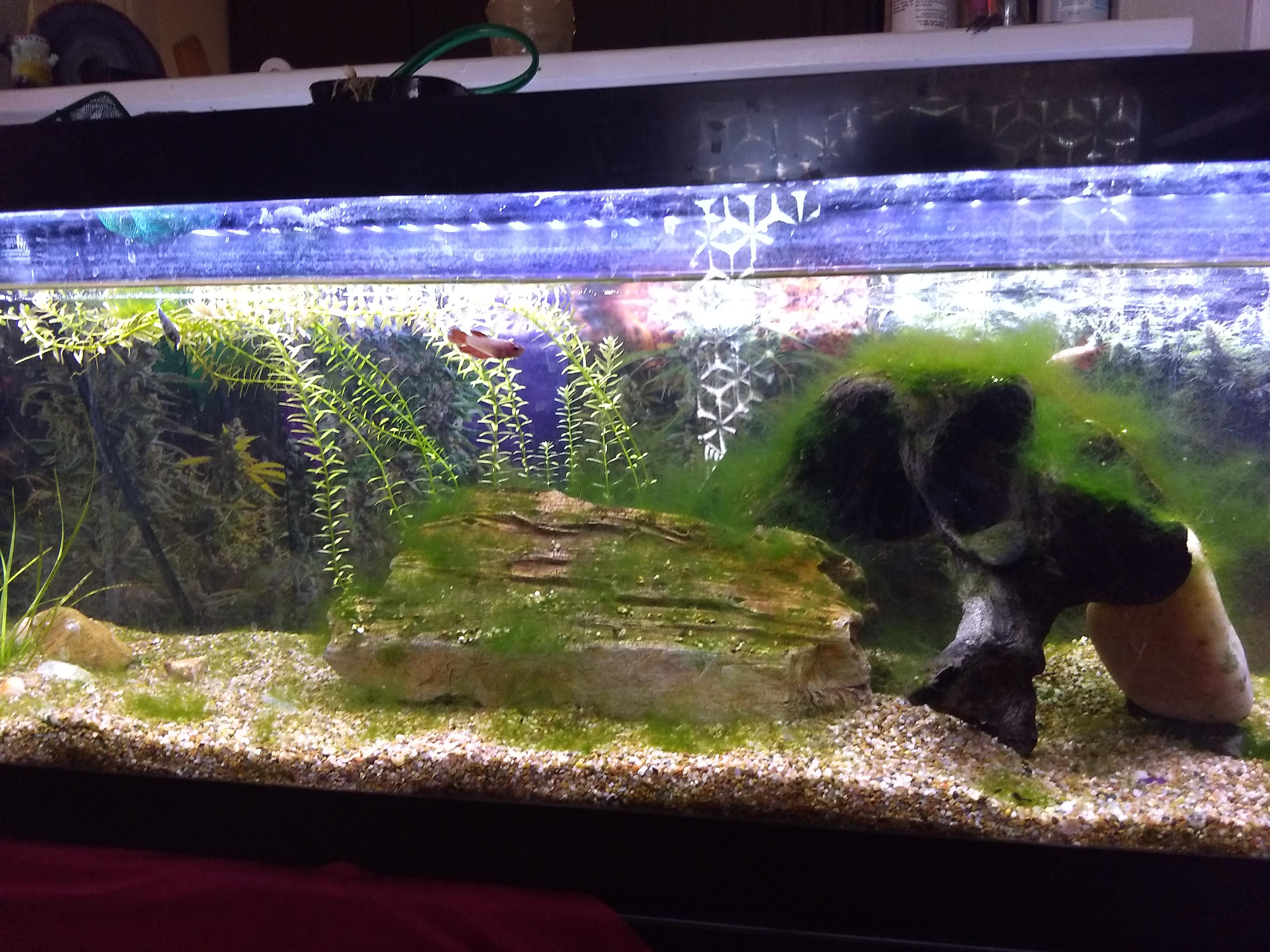 Tips on maintaining algae growth?? | Scrolller