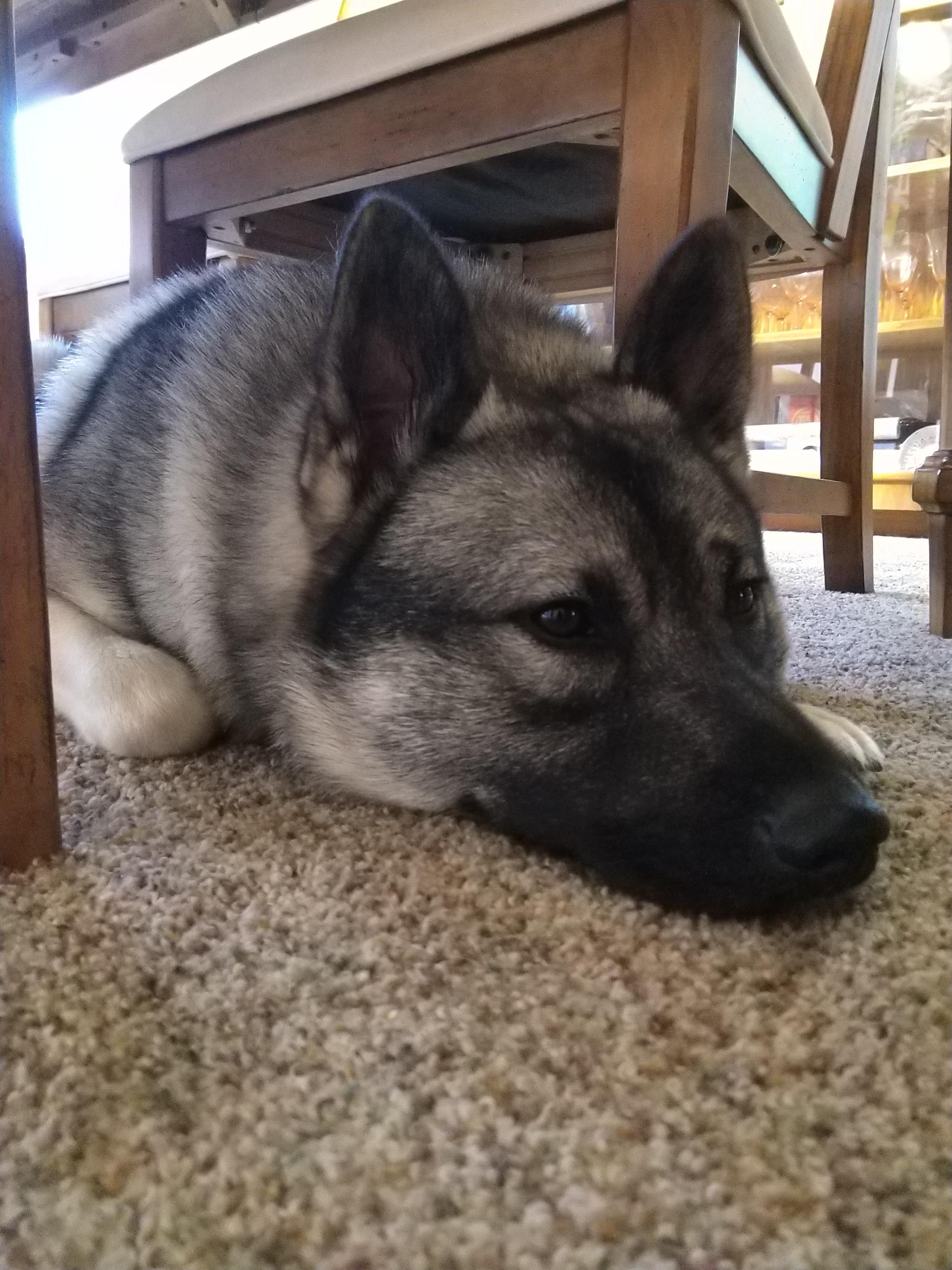 Tired puppy | Scrolller