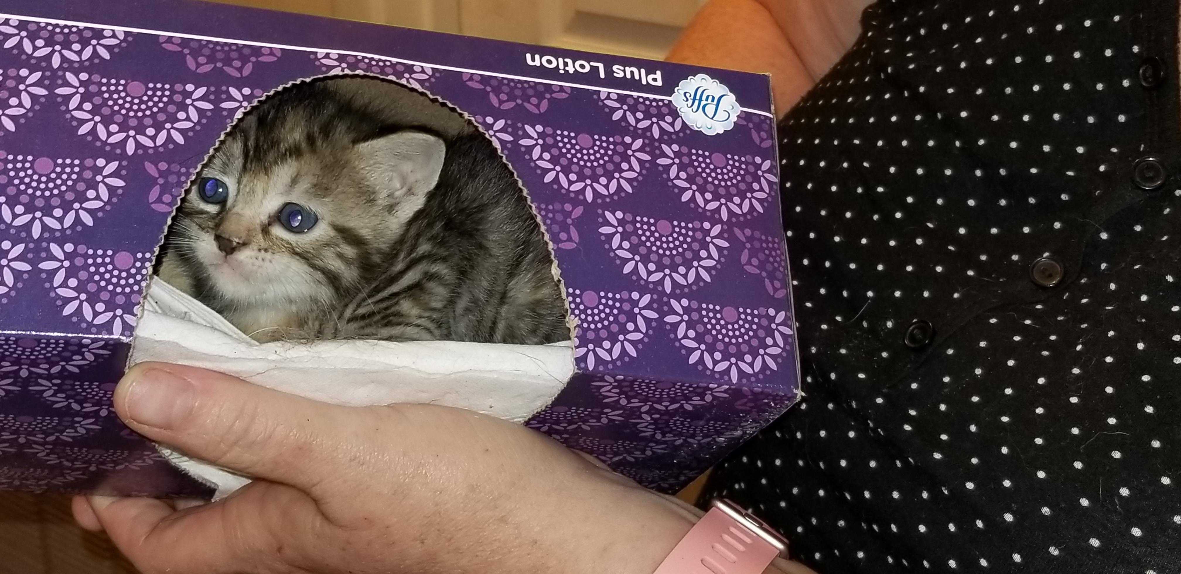 Tissue anyone? This is Stripes, one of seven, 4 week olds. Just starting to really explore. Oh ...