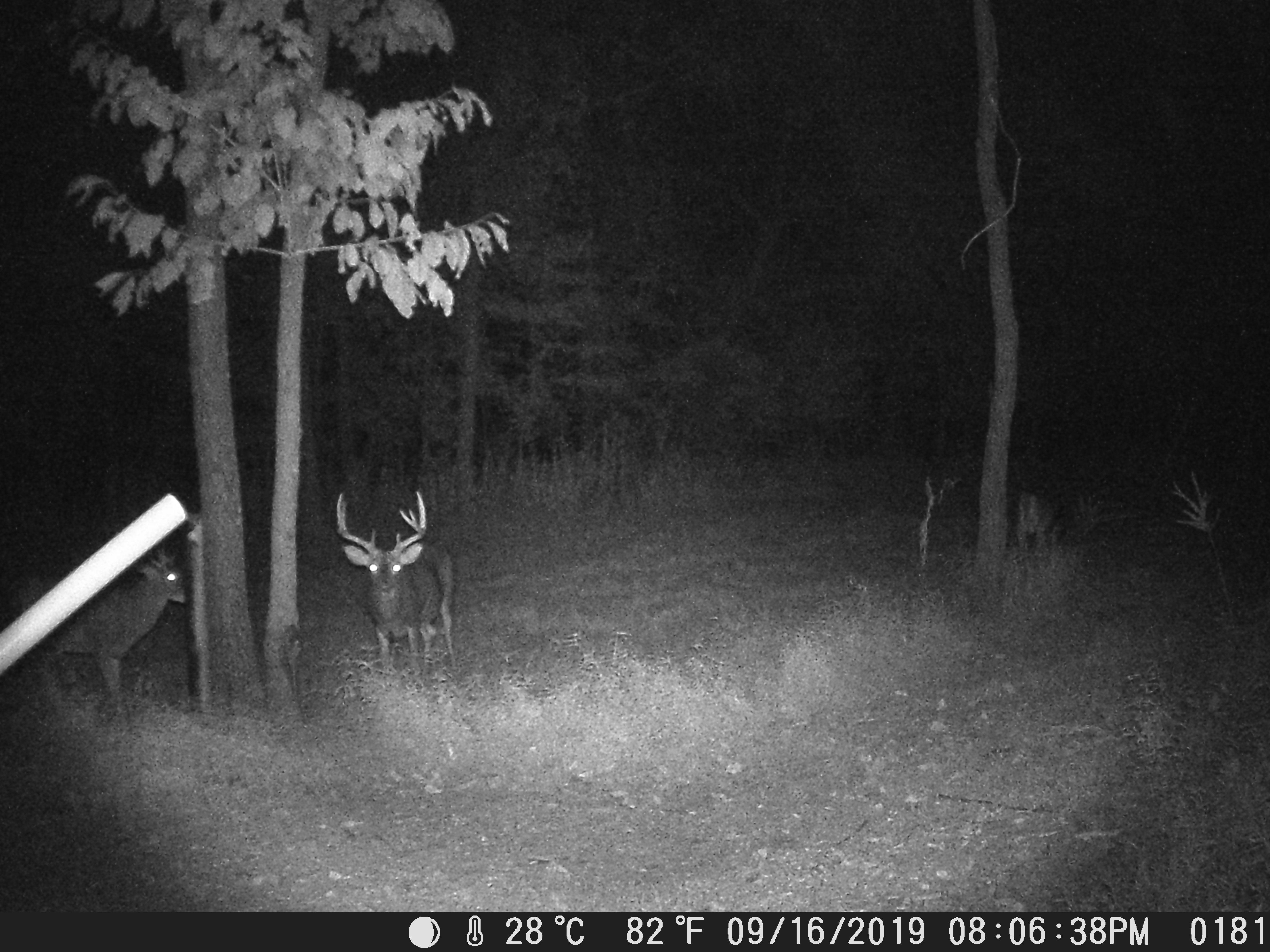 TN Buck from last year | Scrolller