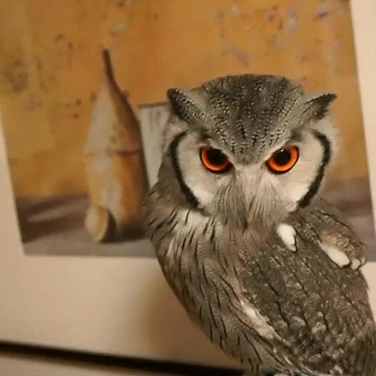 To please an owl | Scrolller