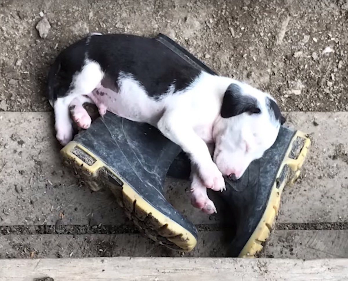 toby goofy, the smallest boy | Scrolller