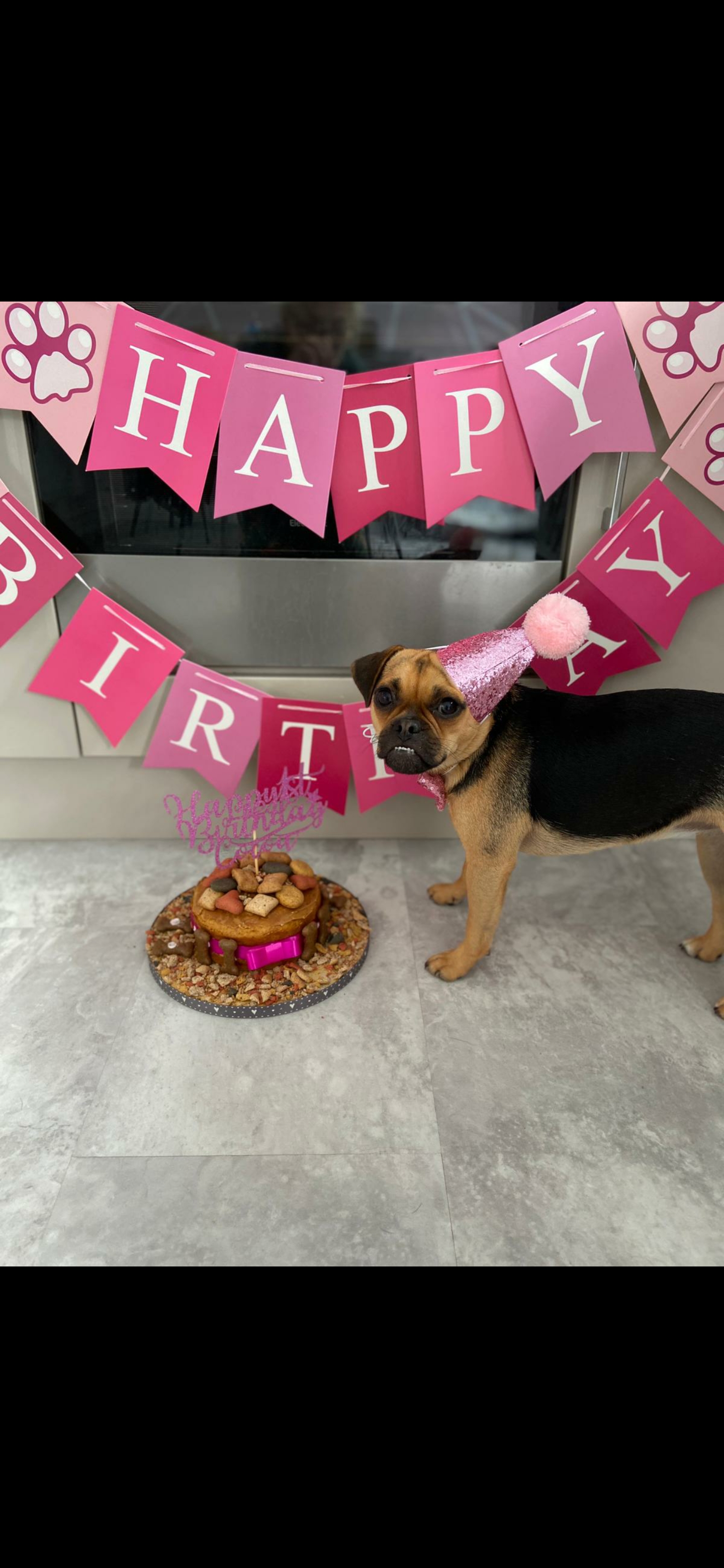 Today Is Cocoas First Birthday Scrolller
