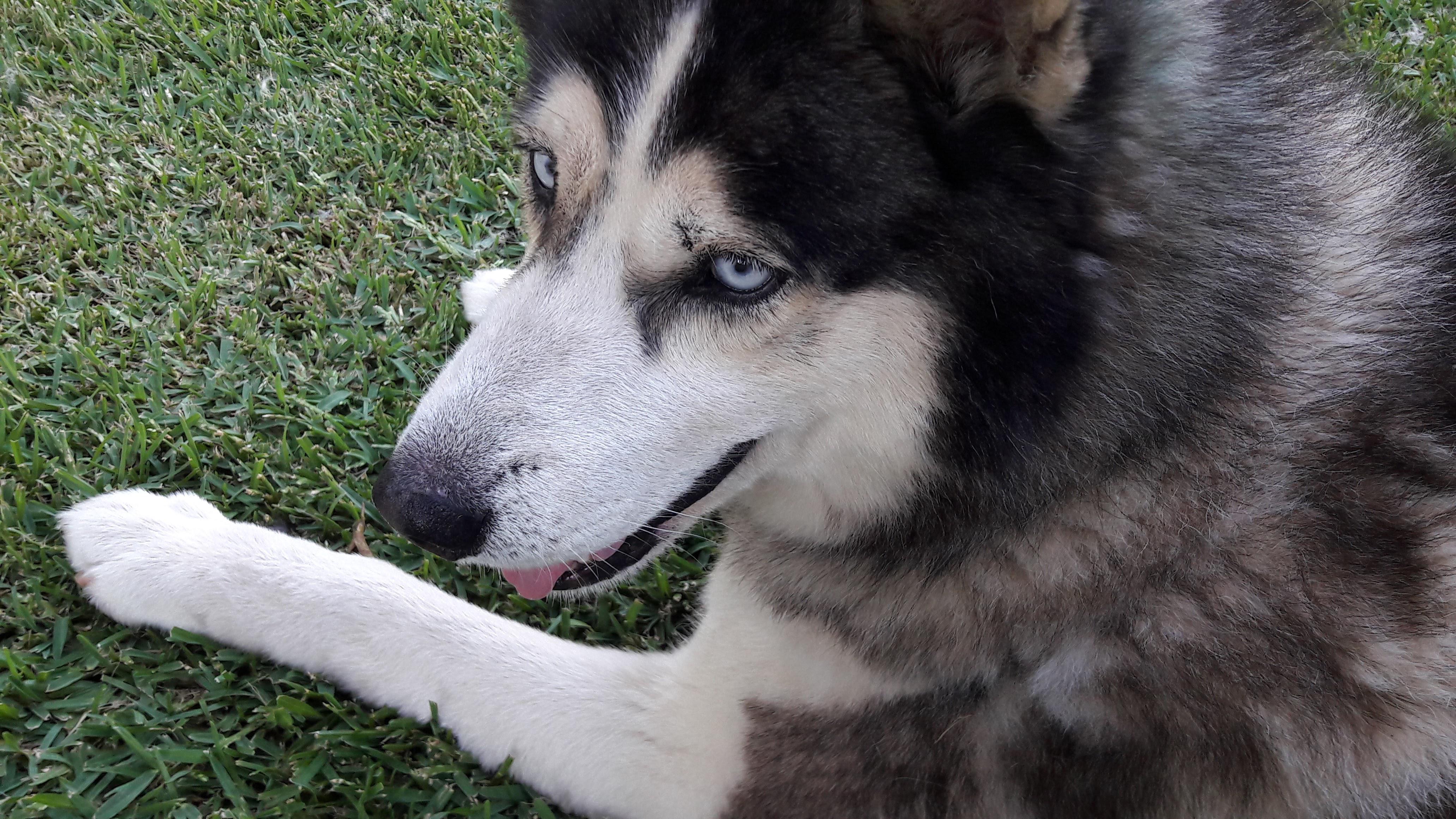 Today marks one year my Pirata passed away. | Scrolller