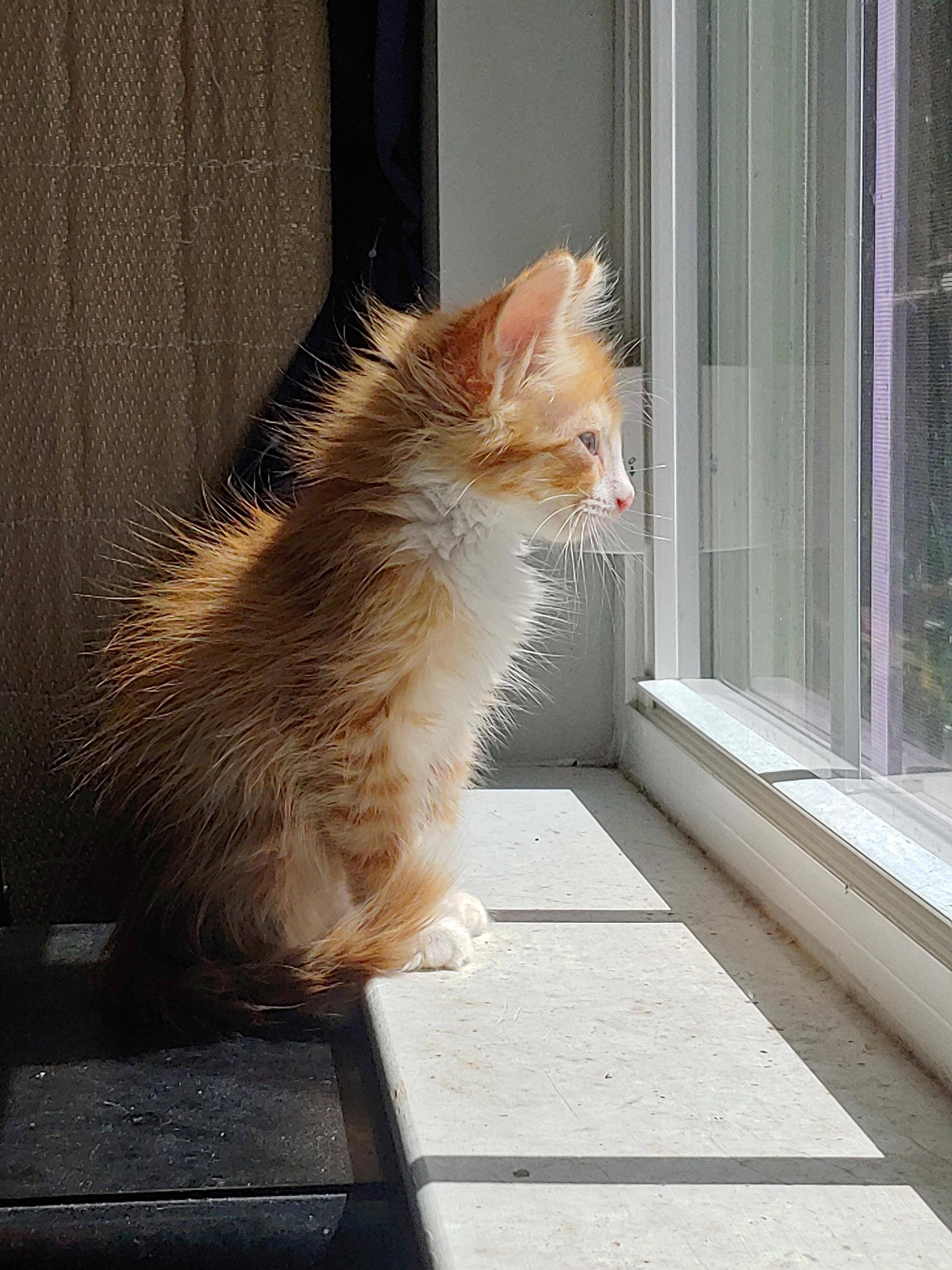 Today our foster kitten, Ginny, discovered the window | Scrolller