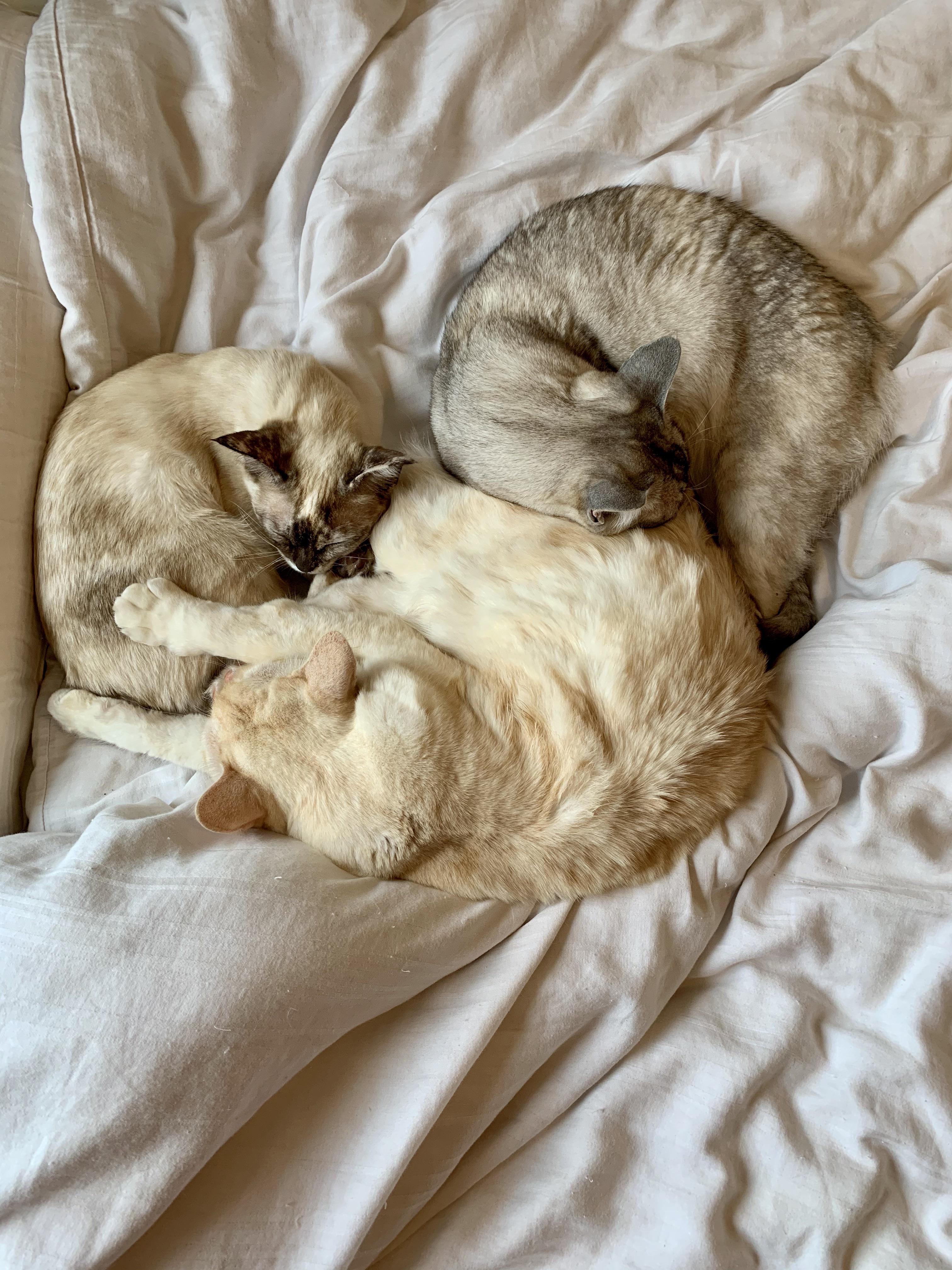 Today’s cuddle puddle | Scrolller
