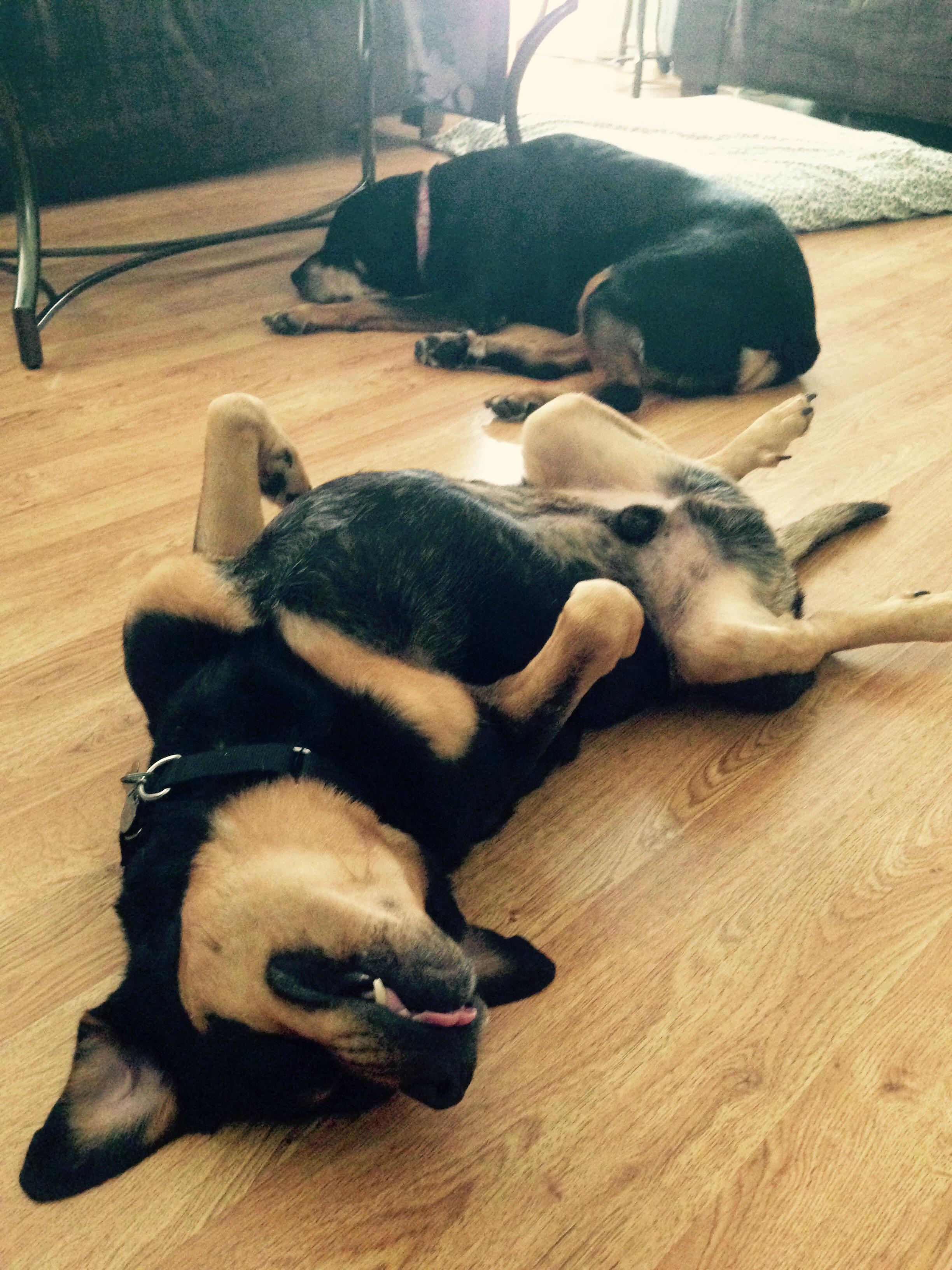 Today’s my first Cake Day so here’s a pic of my dog Loki being a spaz. | Scrolller