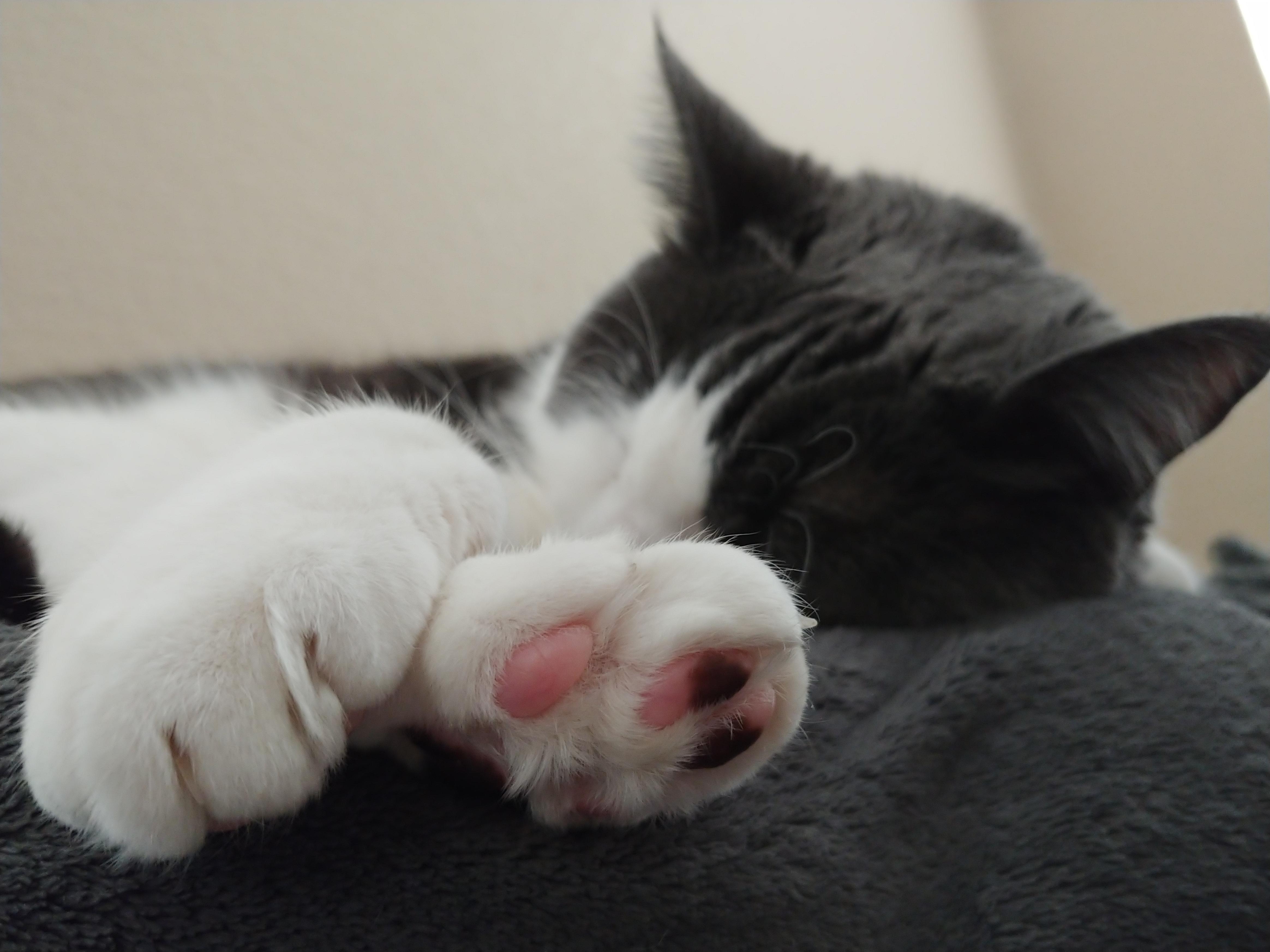 Toe Beans | Scrolller