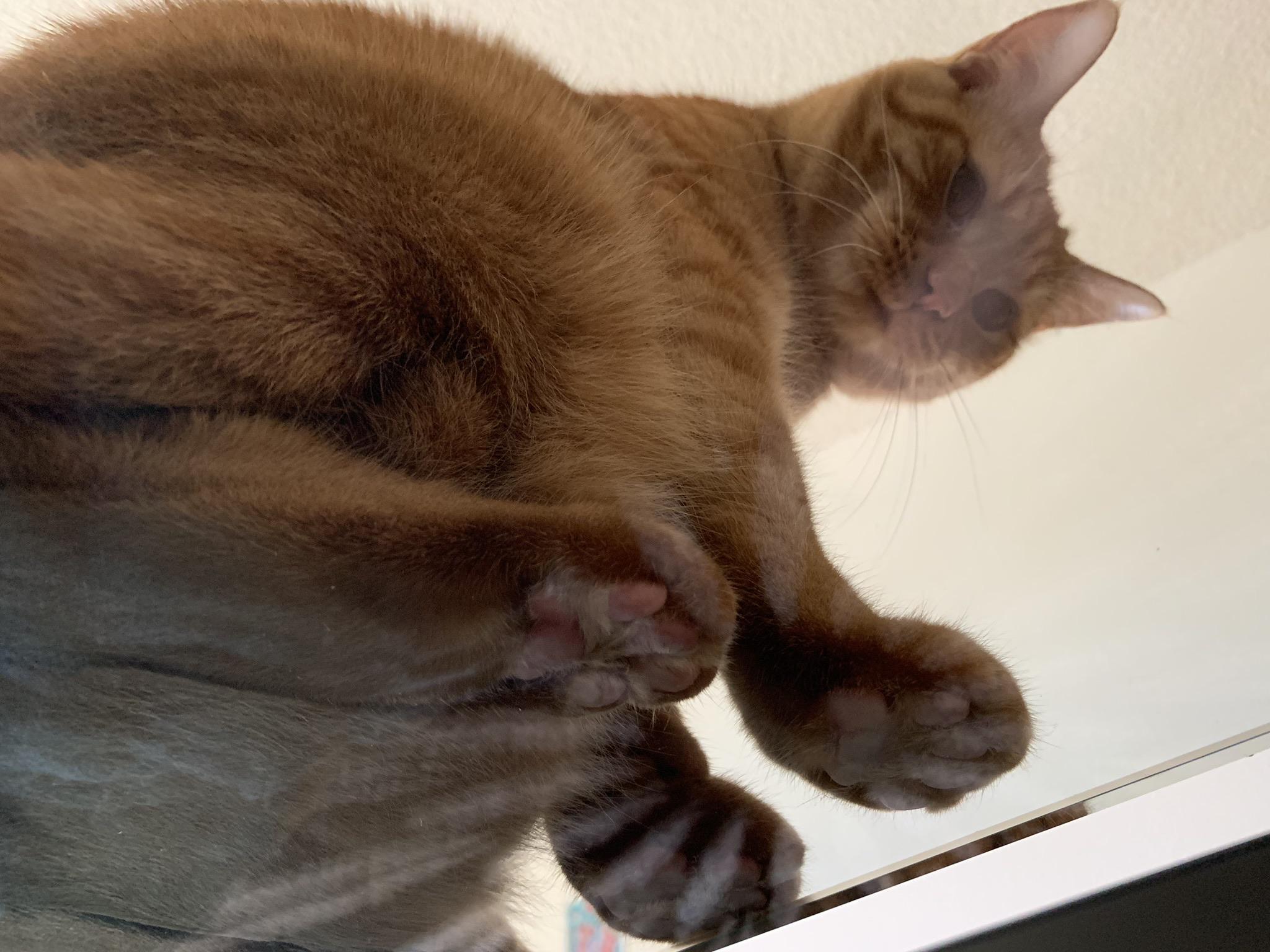 Toe beans on glass | Scrolller