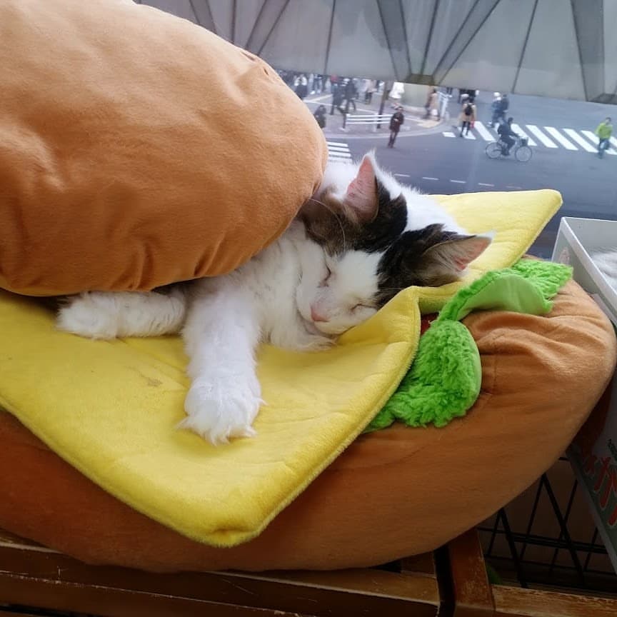 Tokyo's Cat Cafe | Scrolller