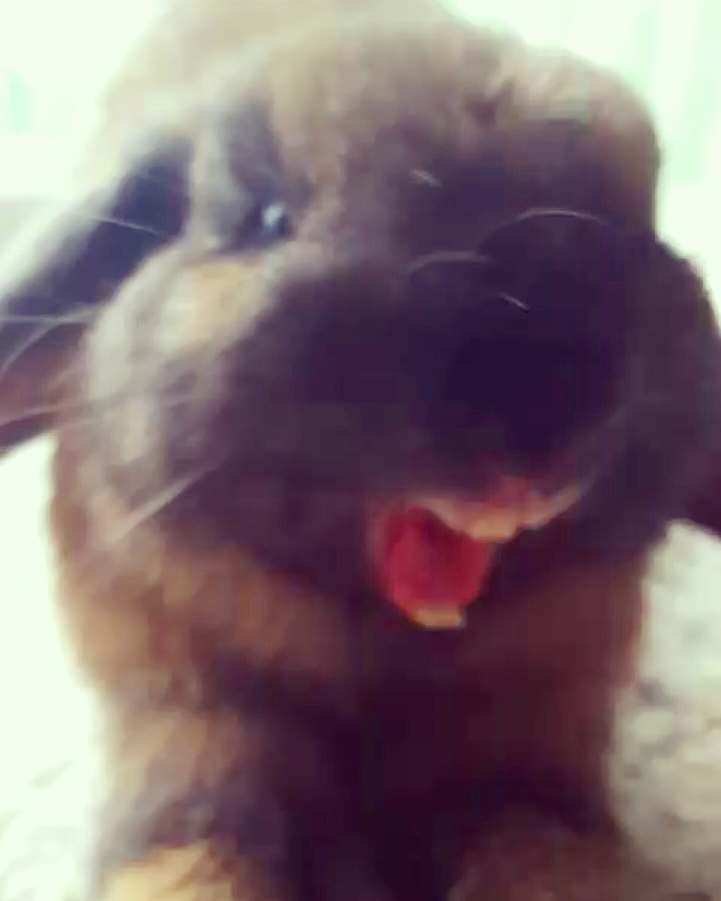 Took a picture of the rabbit, mid-yawn. BIG MISTAKE | Scrolller