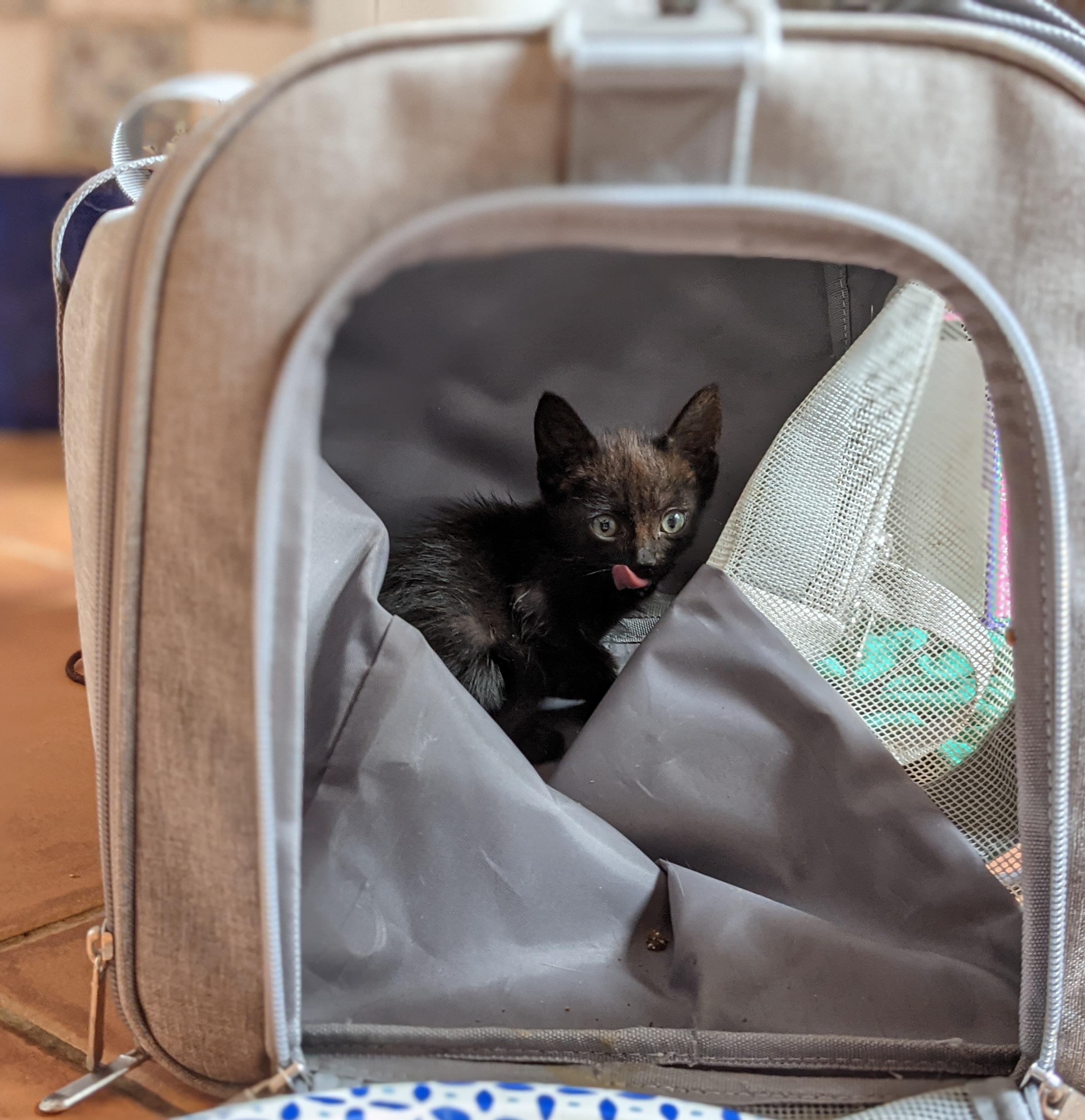 Took in this abandoned baby void yesterday. Her name is Stunfisk | Scrolller