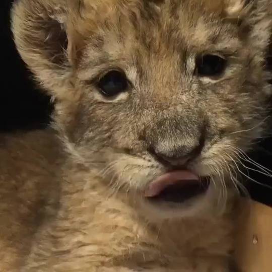 Toothless lion cub yawning. (x-post /r/BigCatGifs) | Scrolller