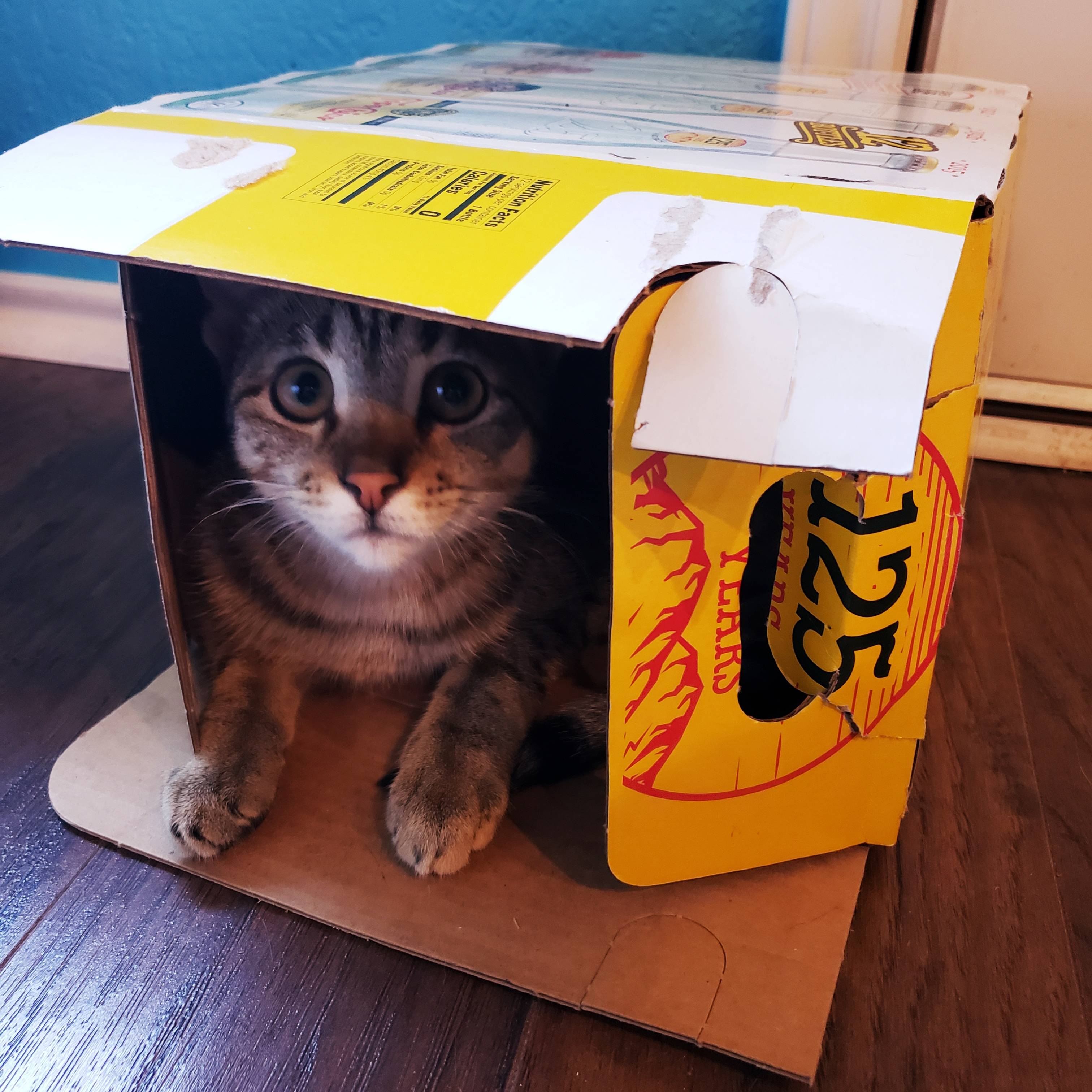 Topo Gato | Scrolller