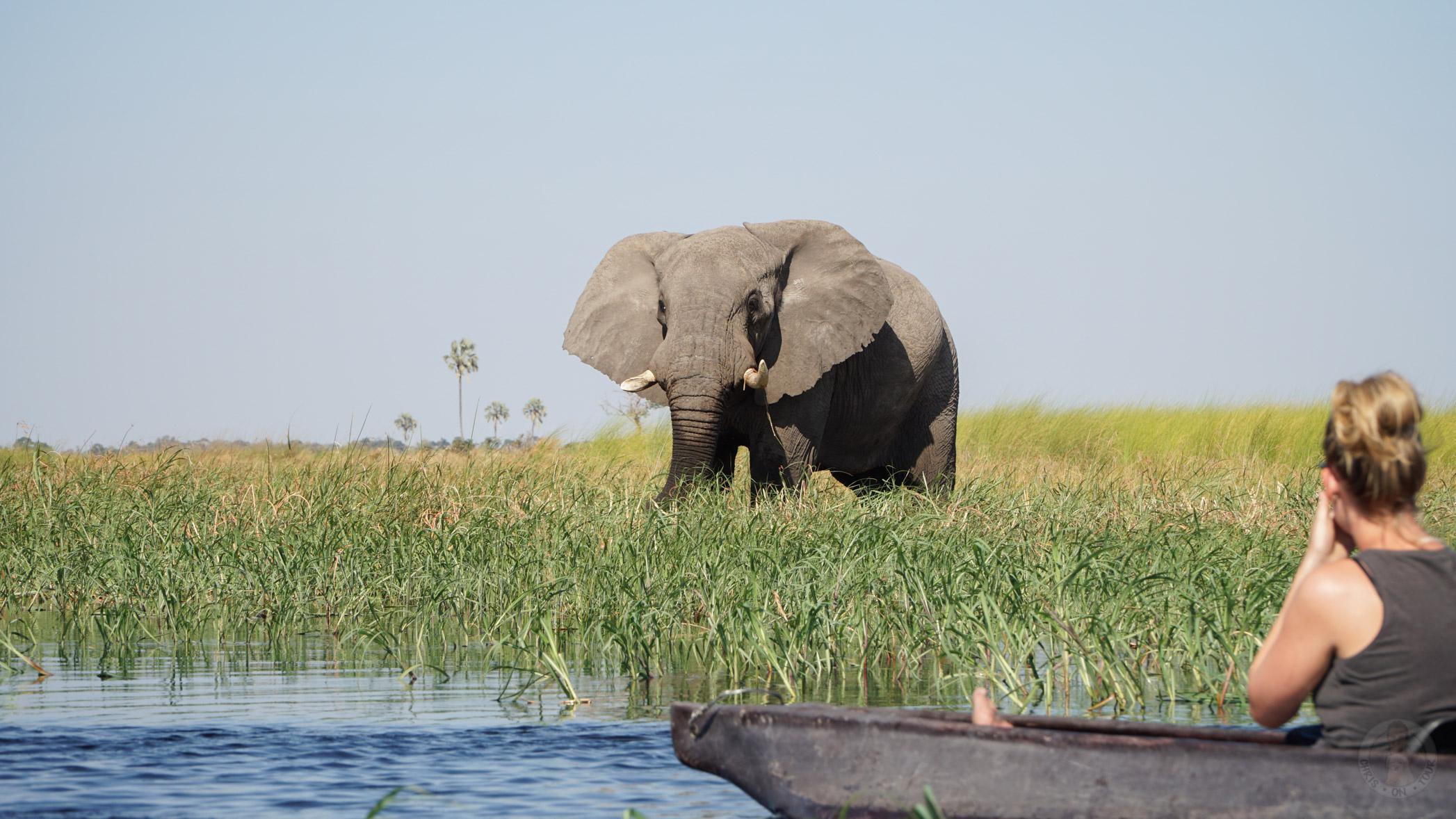Tourist encounter with wild elephant at Okavango Delta in Botswana. | Scrolller
