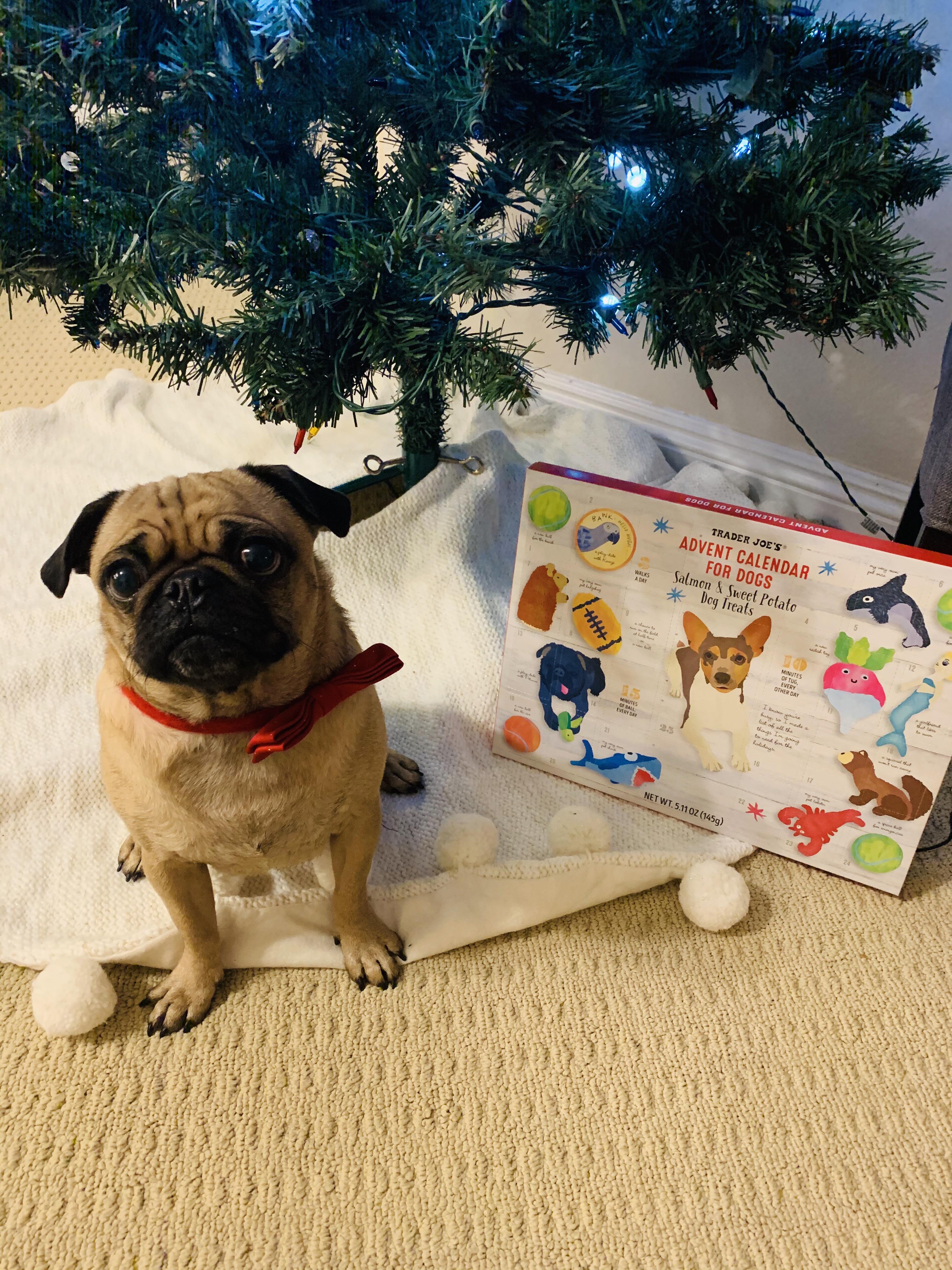 Trader Joe’s #1 fan waiting patiently to open her calendar! | Scrolller