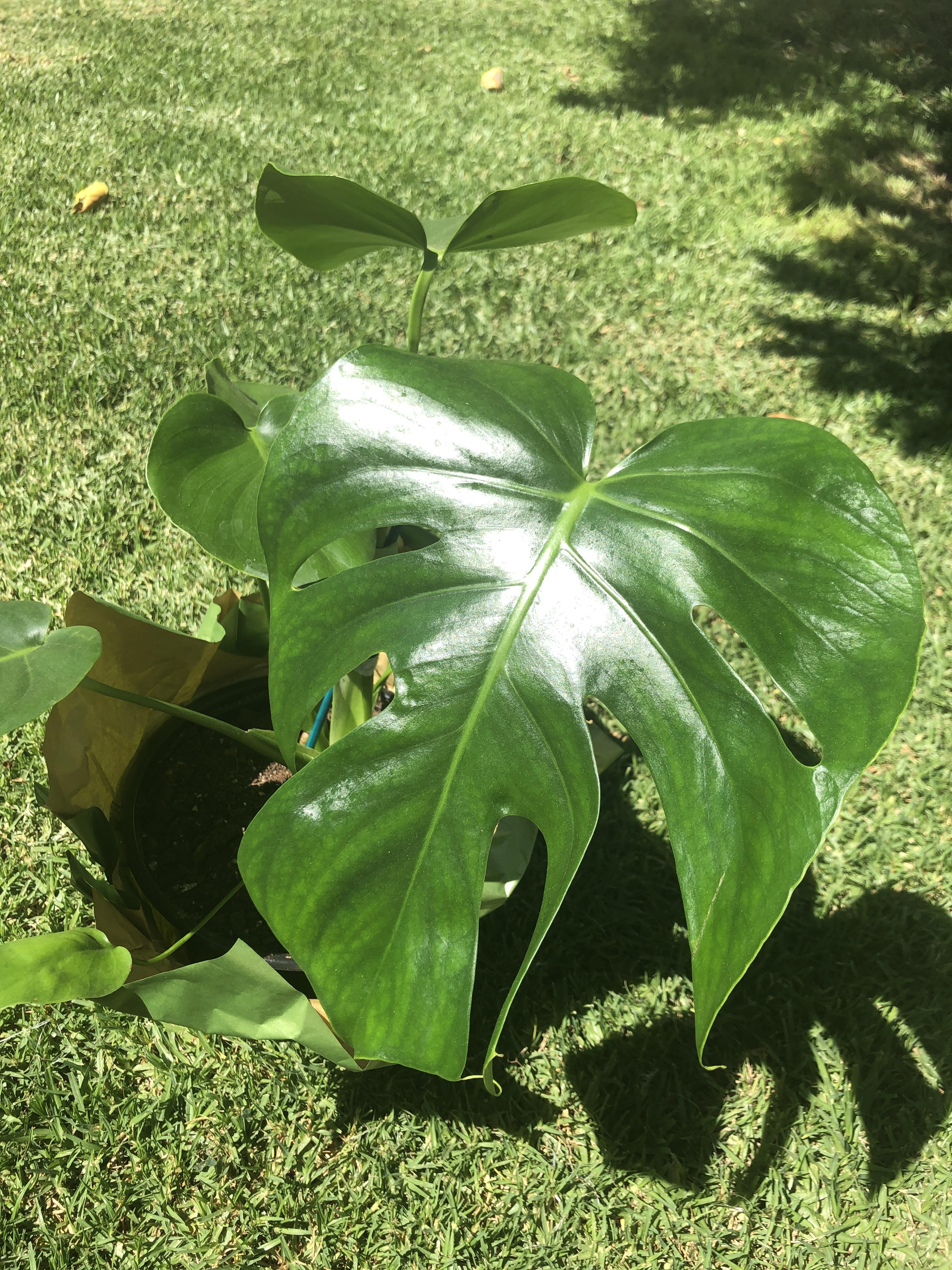 Trader Joe’s really out here selling these monsteras for $12.99 😱 | Scrolller