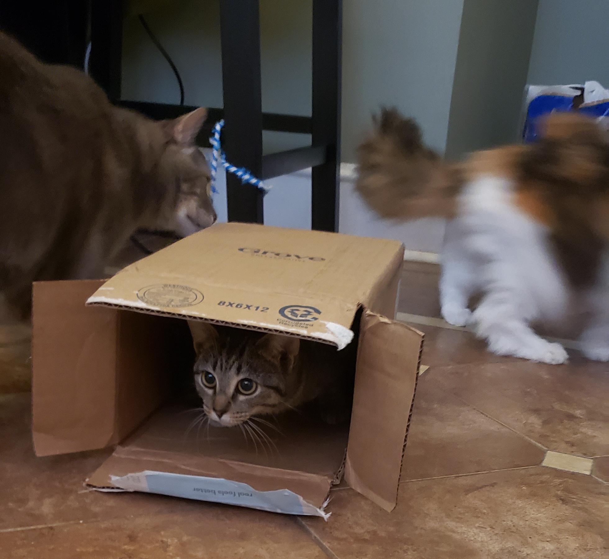 Trapped! | Scrolller