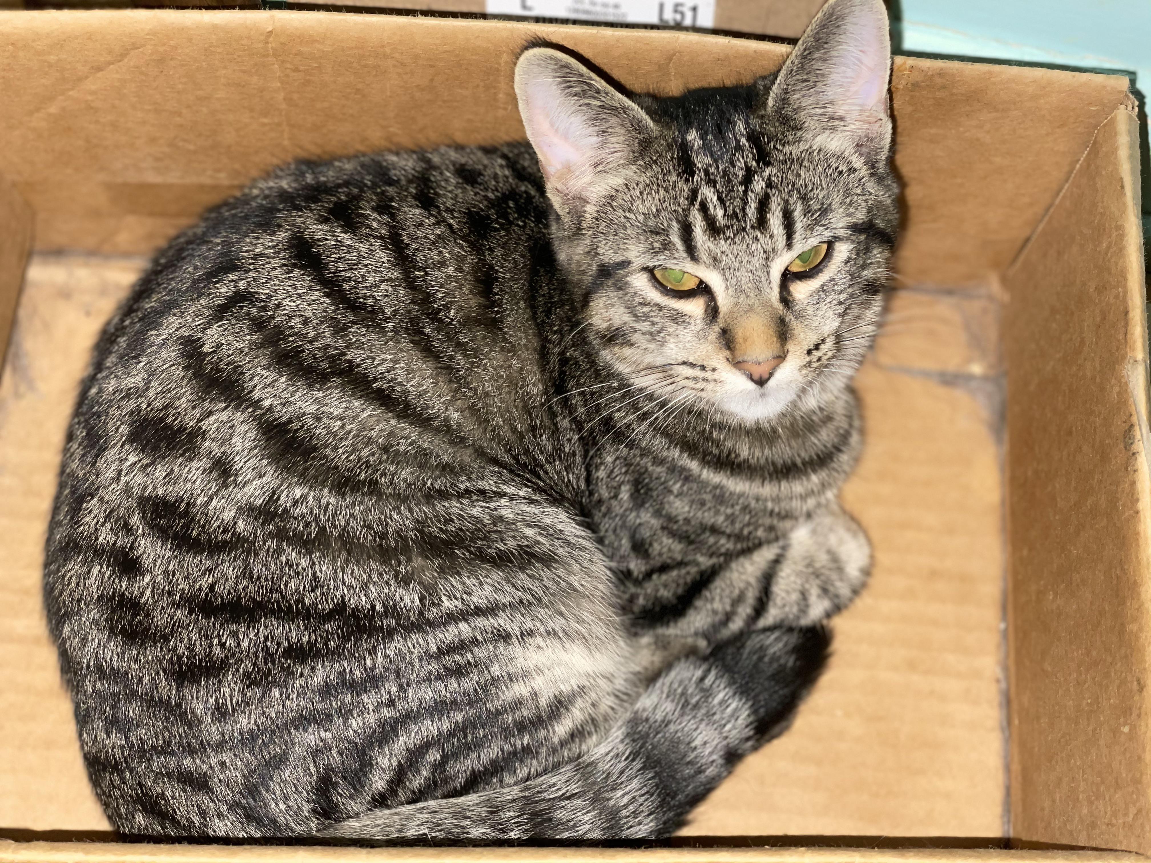 Trapped worked on the new kitten. | Scrolller