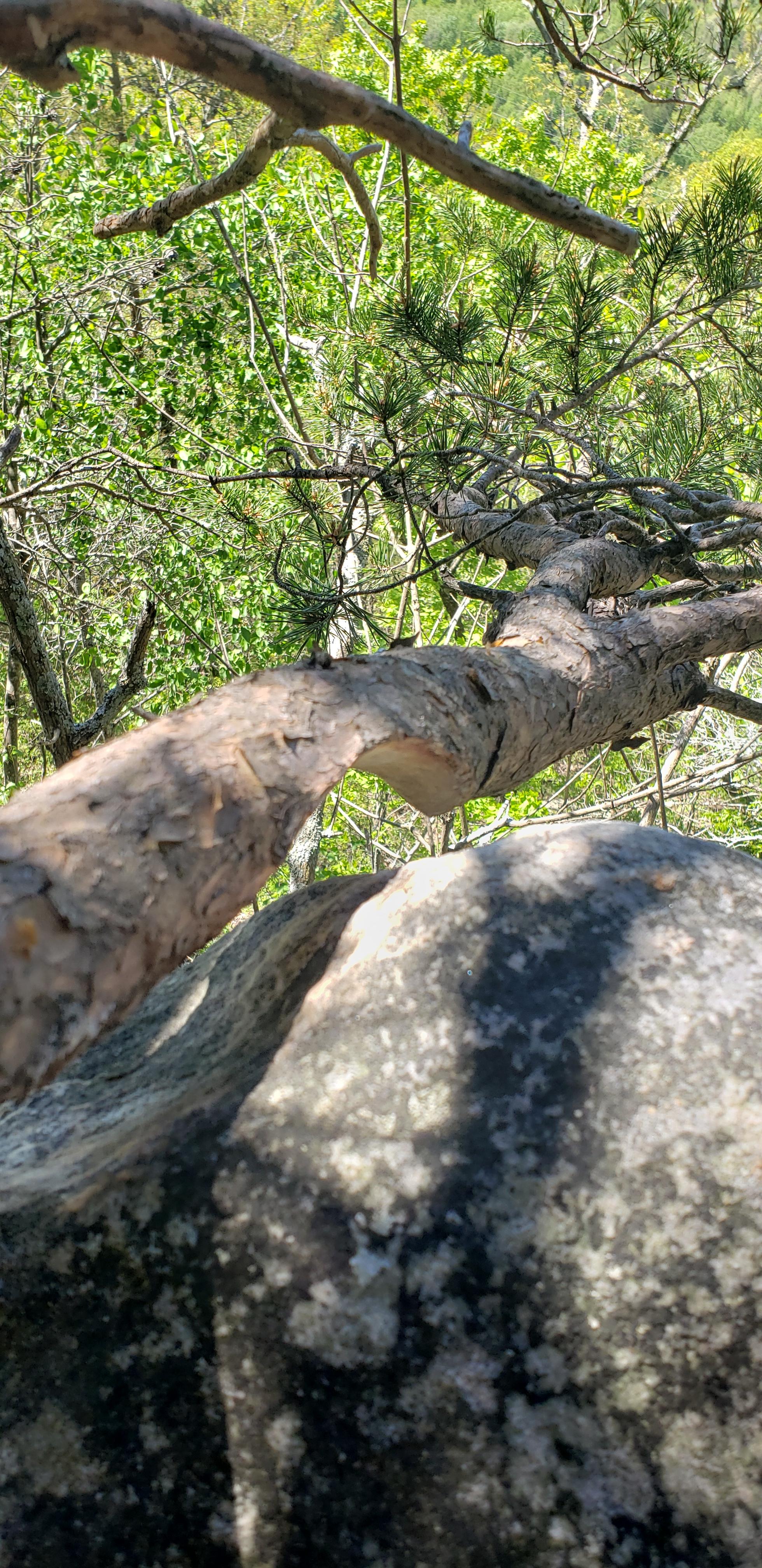 Tree branch rubbing against rock | Scrolller