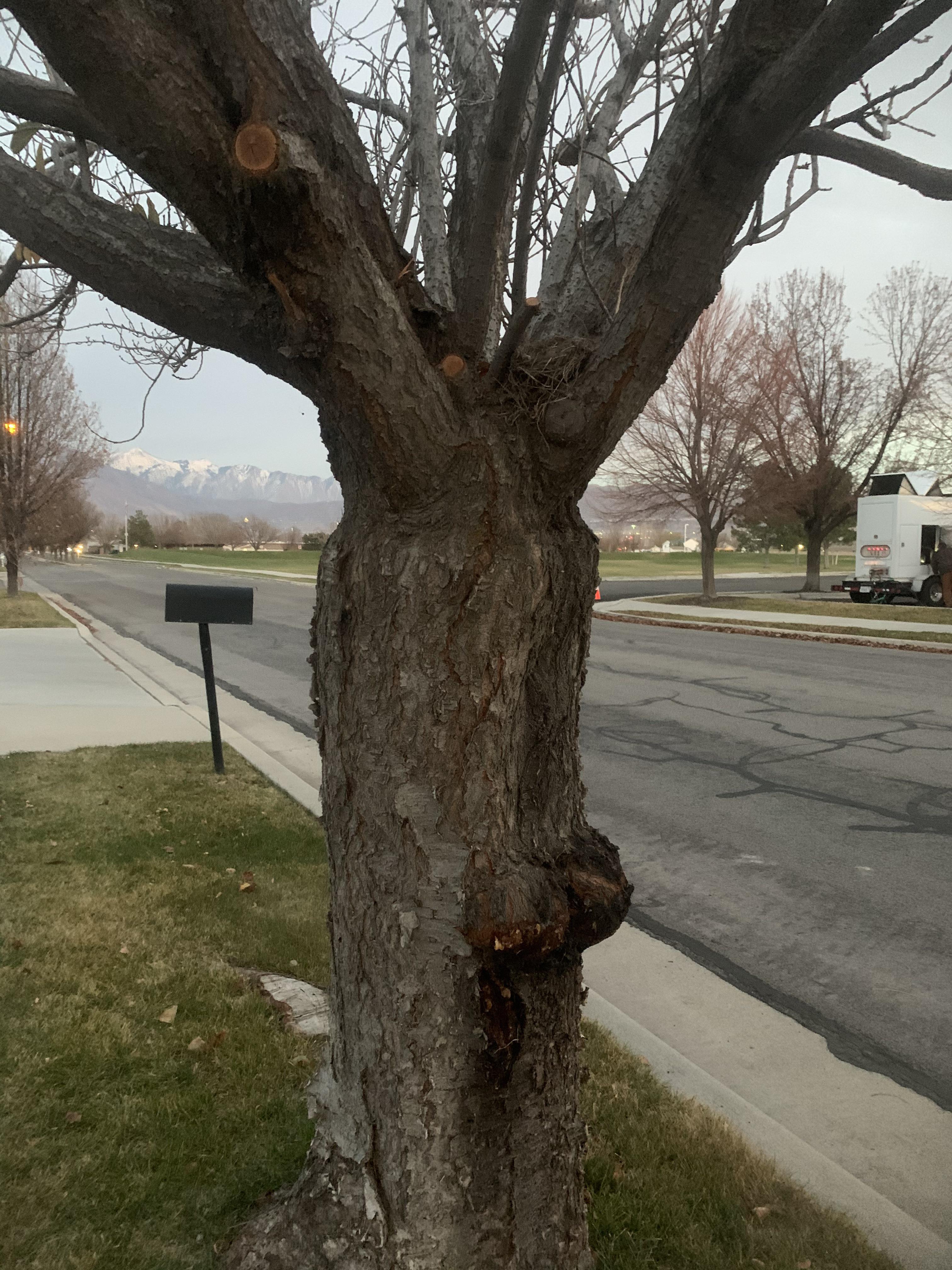 Tree butt | Scrolller