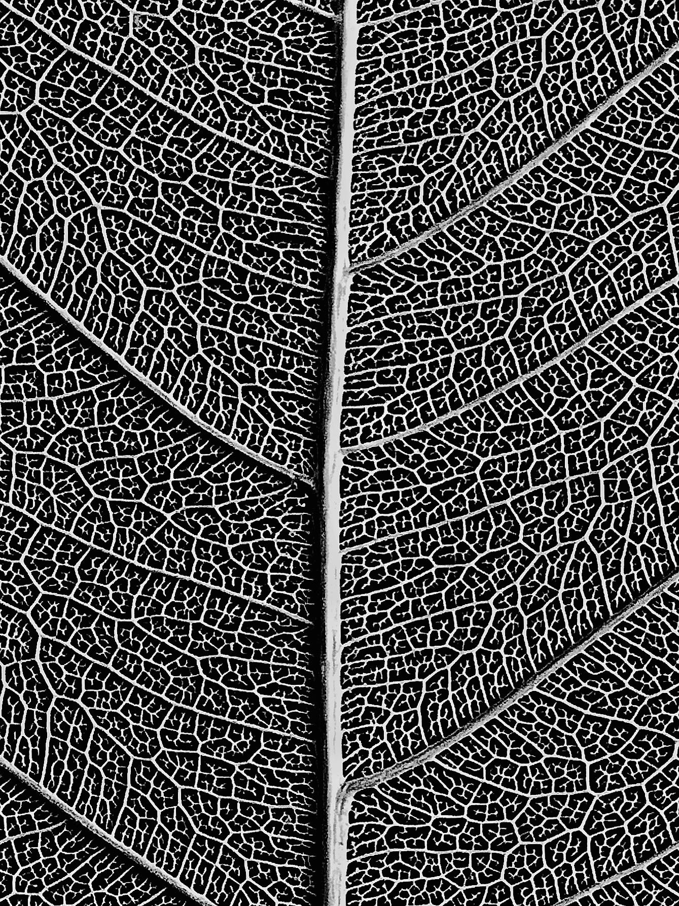 Tree Leaf Skeleton [OC] | Scrolller