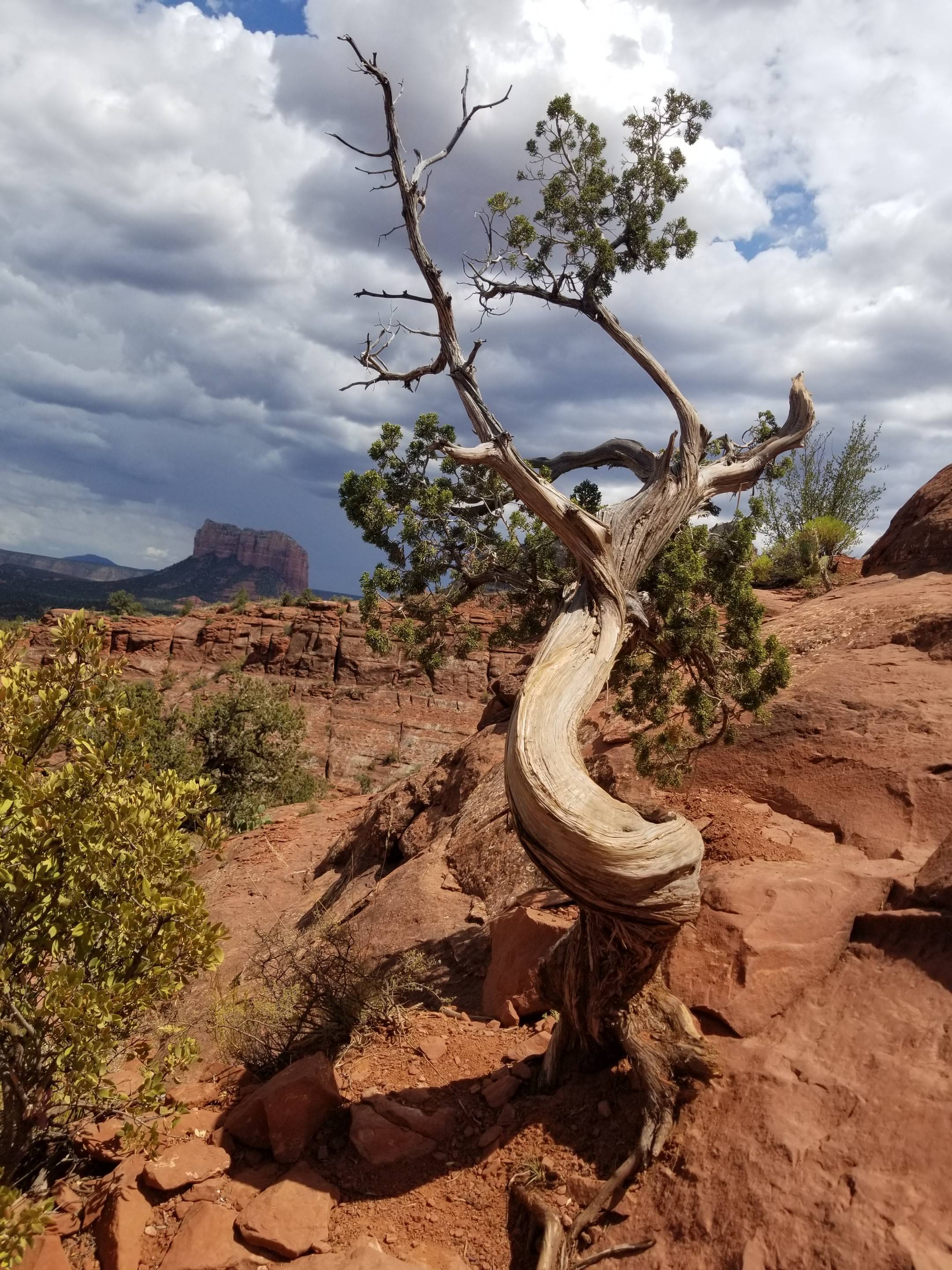 Tree otw up cathedral rock | Scrolller