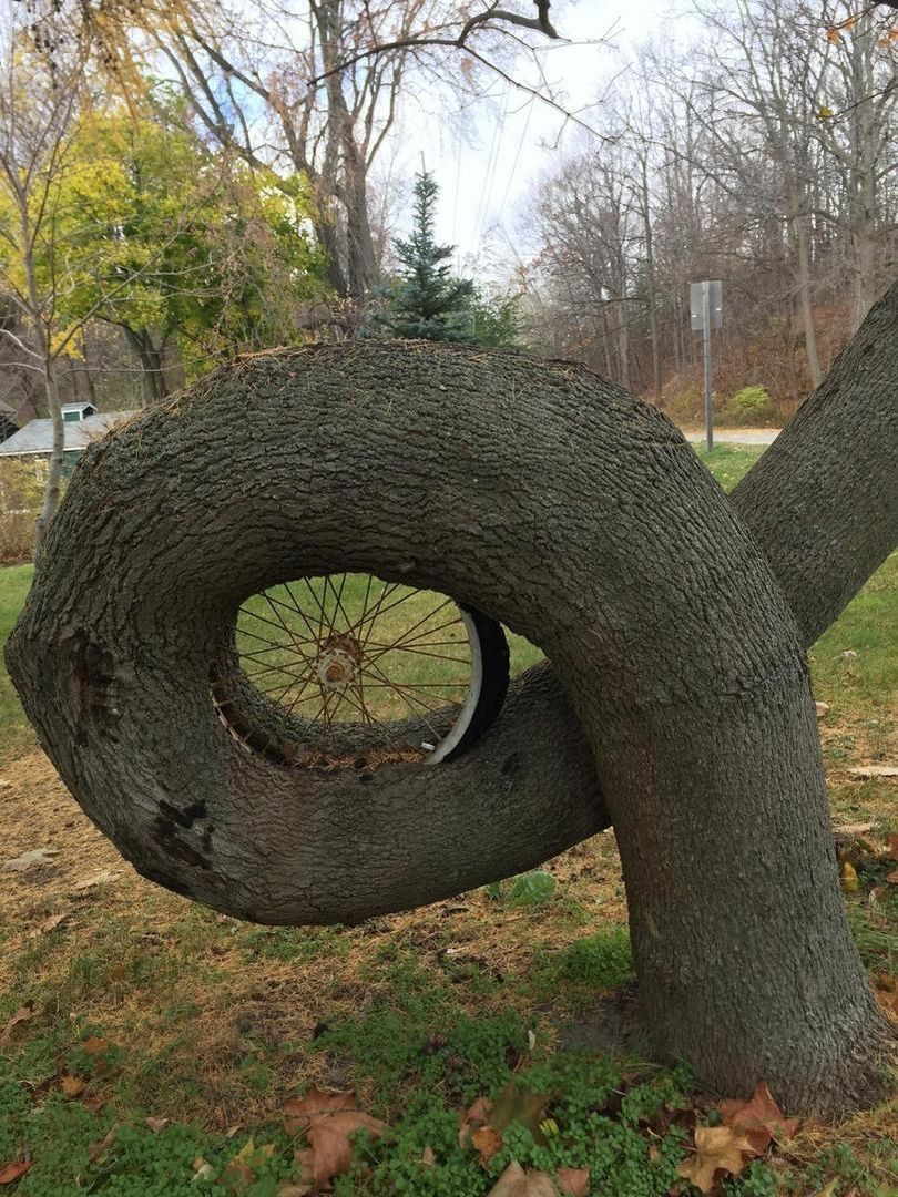 Tree sucking on a wheel | Scrolller