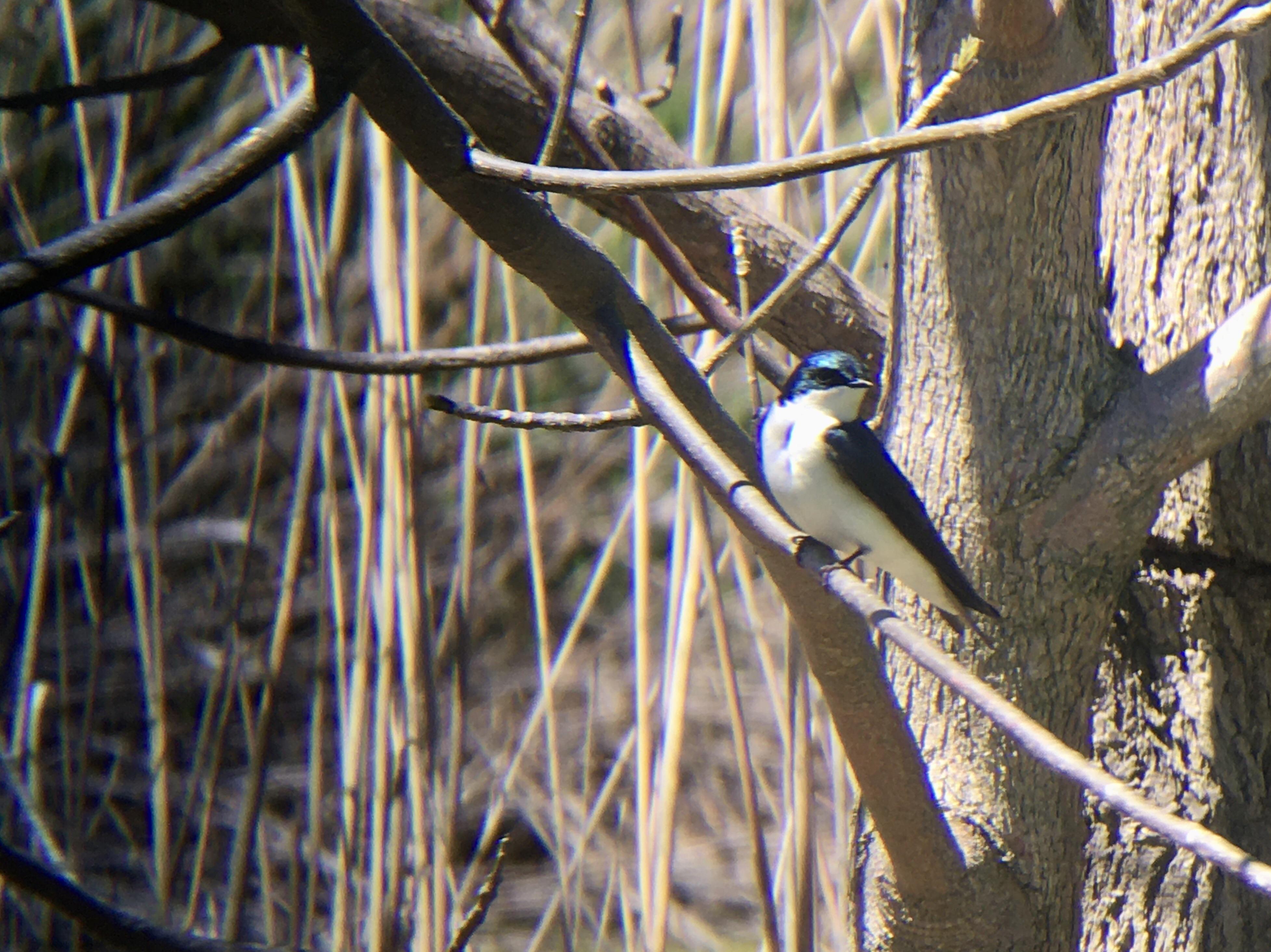 Tree Swallow | Scrolller