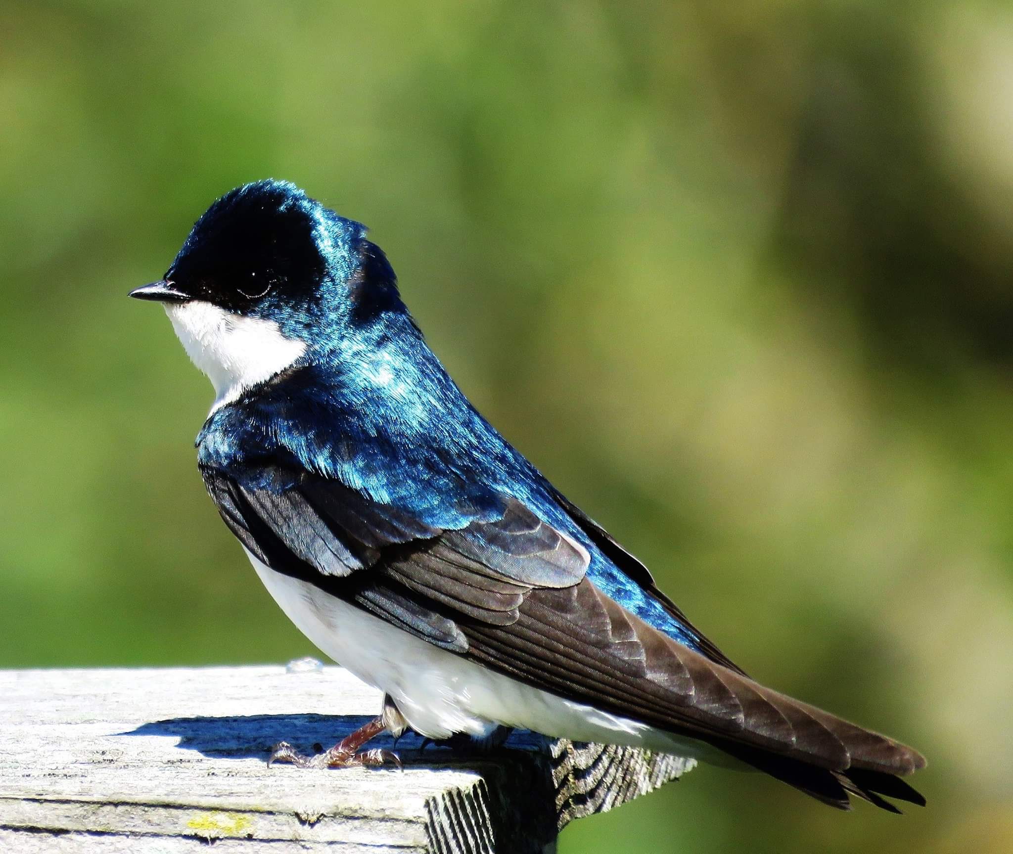 Tree swallow. | Scrolller