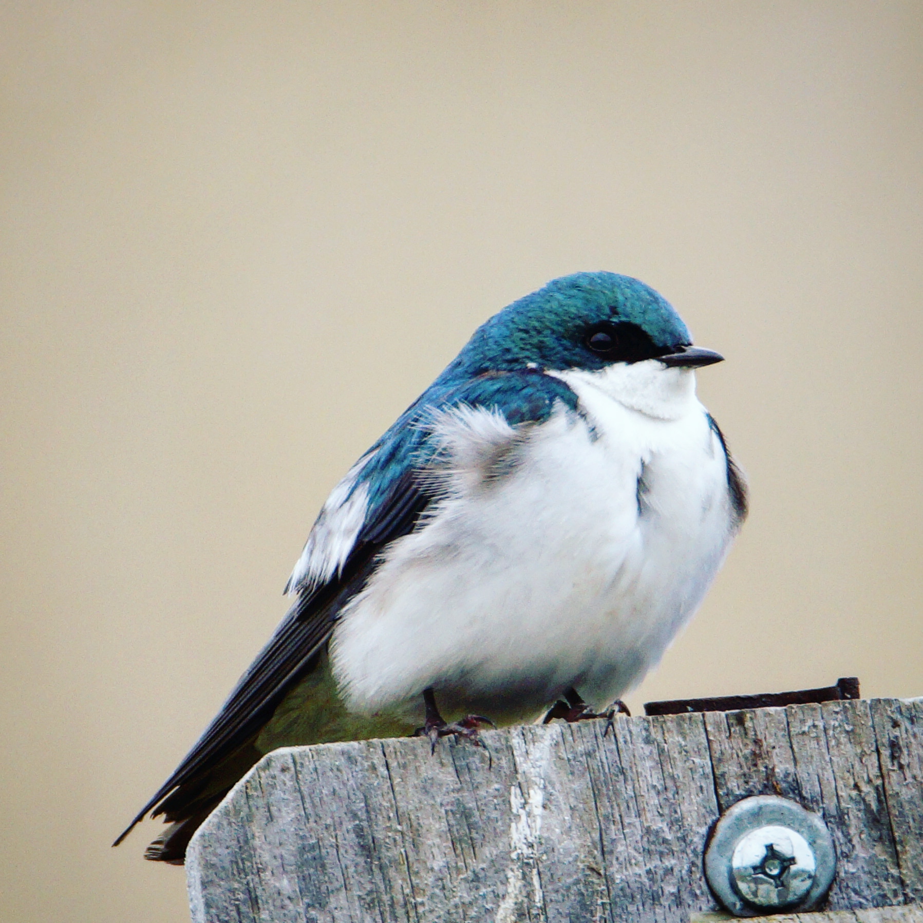 Tree swallow transitioning from birb to borb | Scrolller