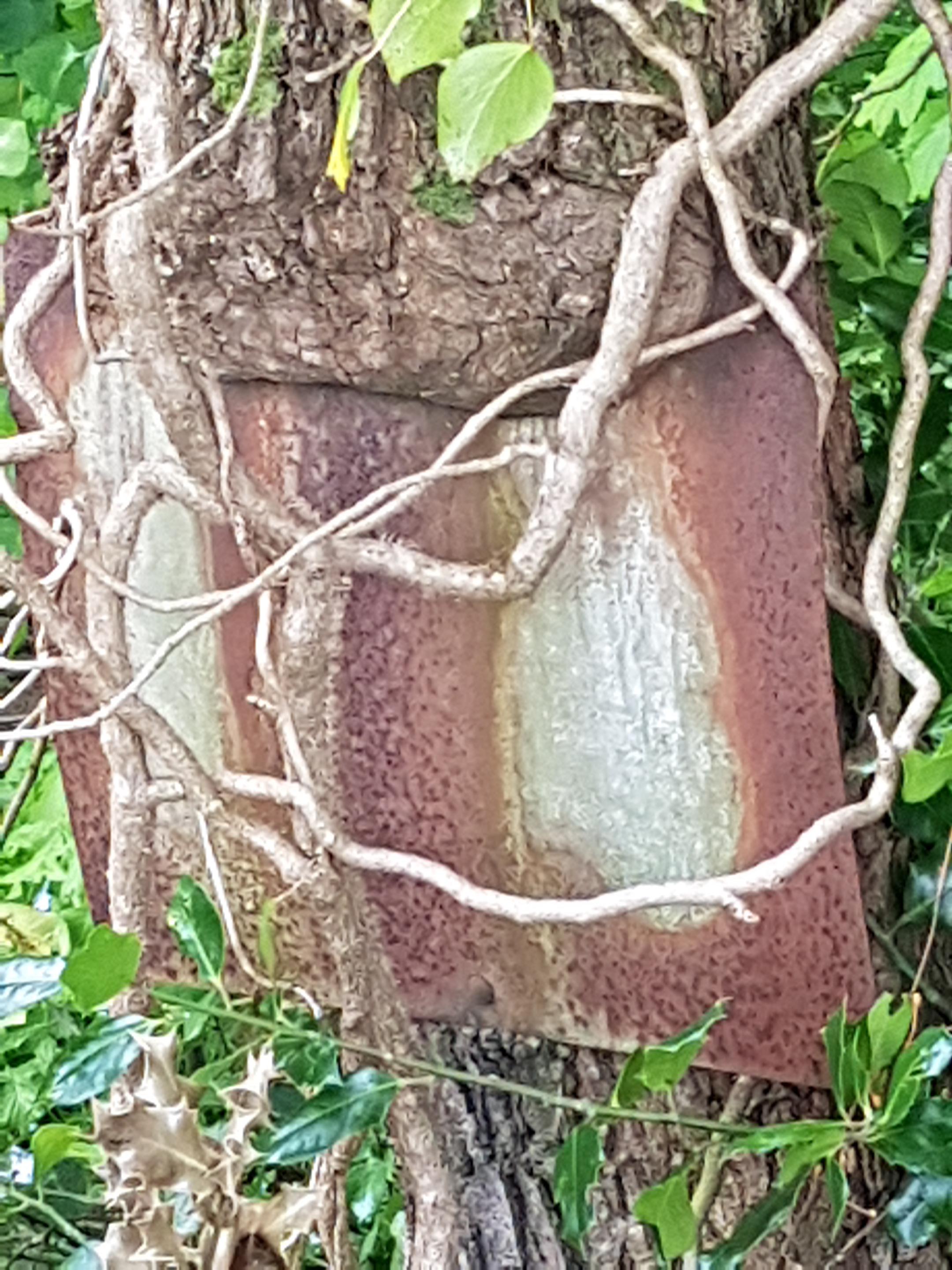 Tree swallowing metal | Scrolller