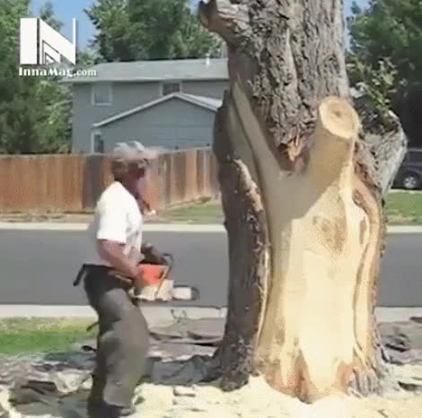 Transforming a tree trunk | Scrolller