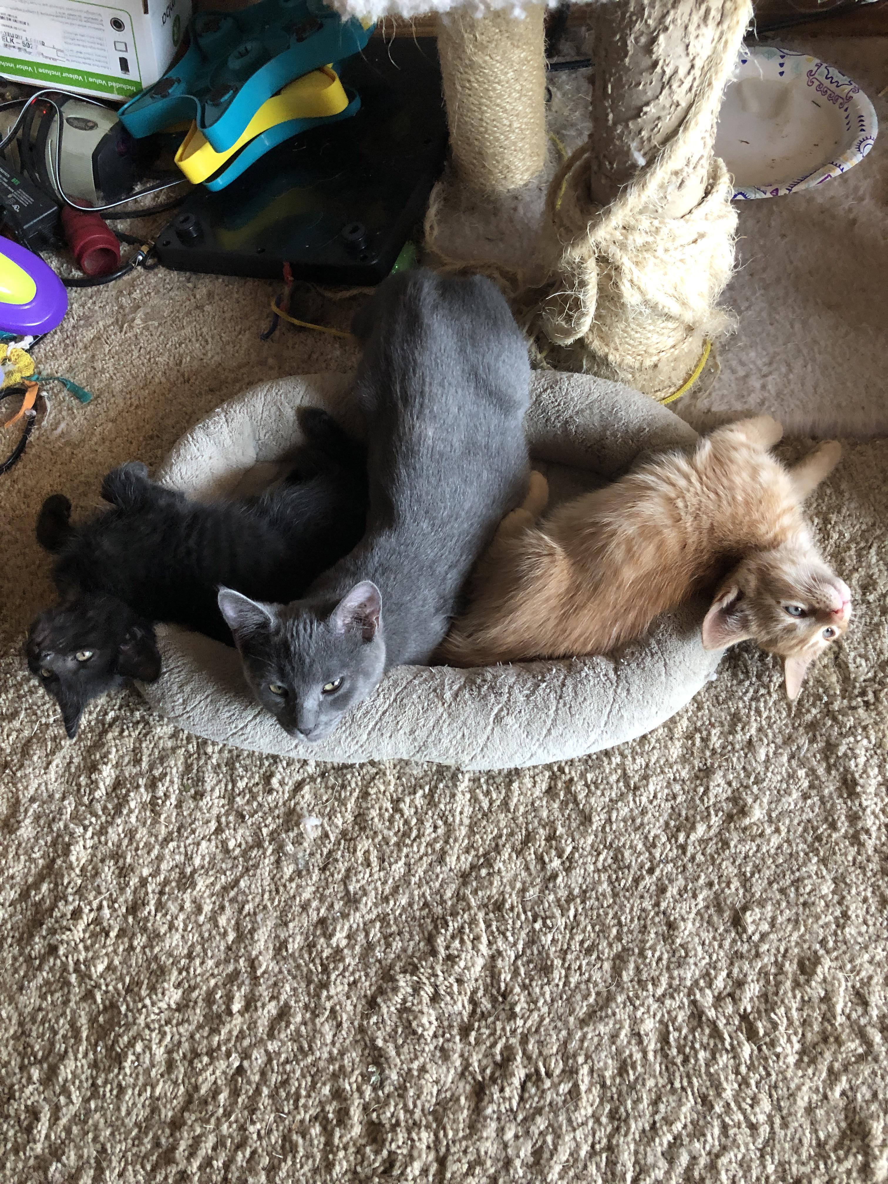 Tres gatos | Scrolller