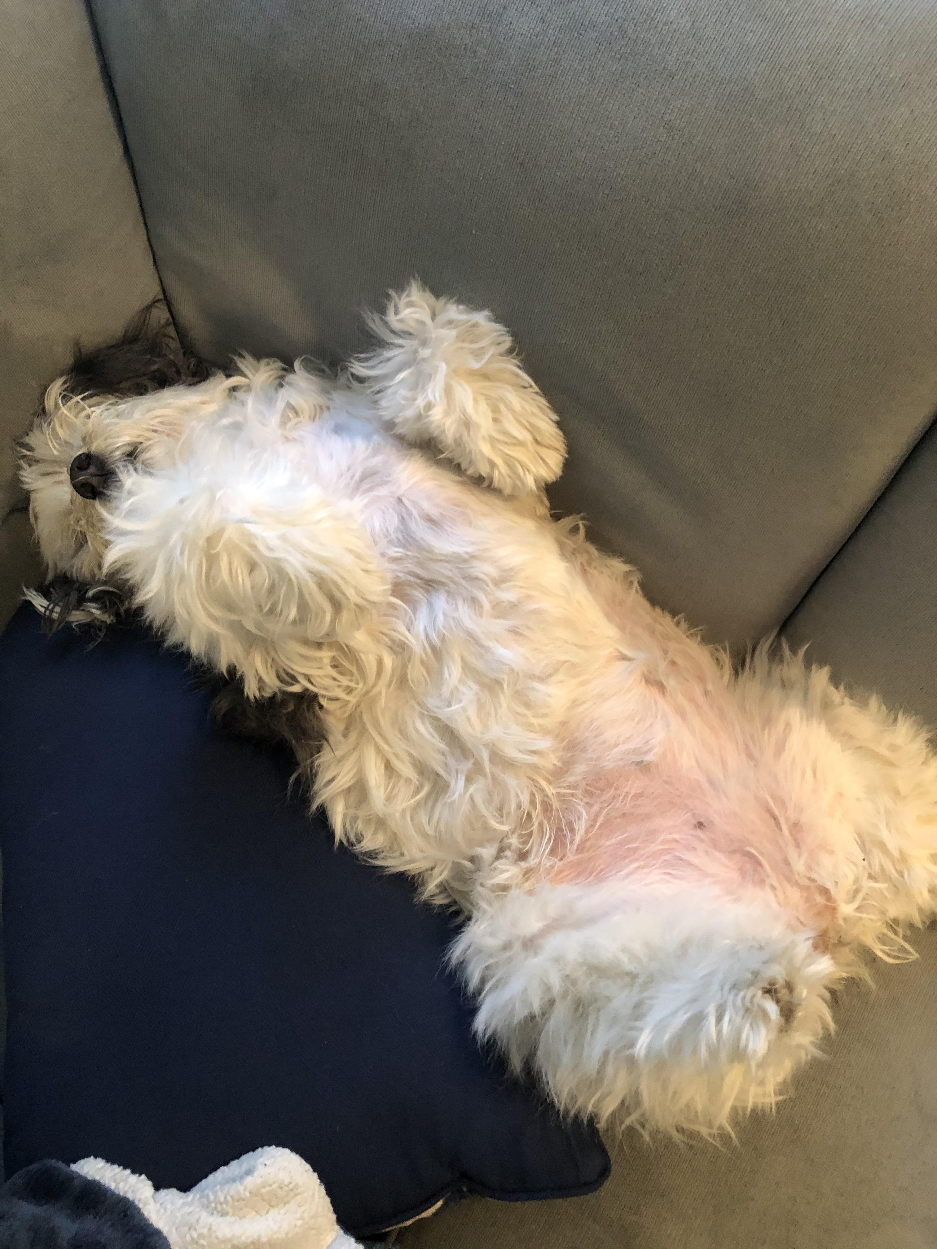 Tried pup | Scrolller