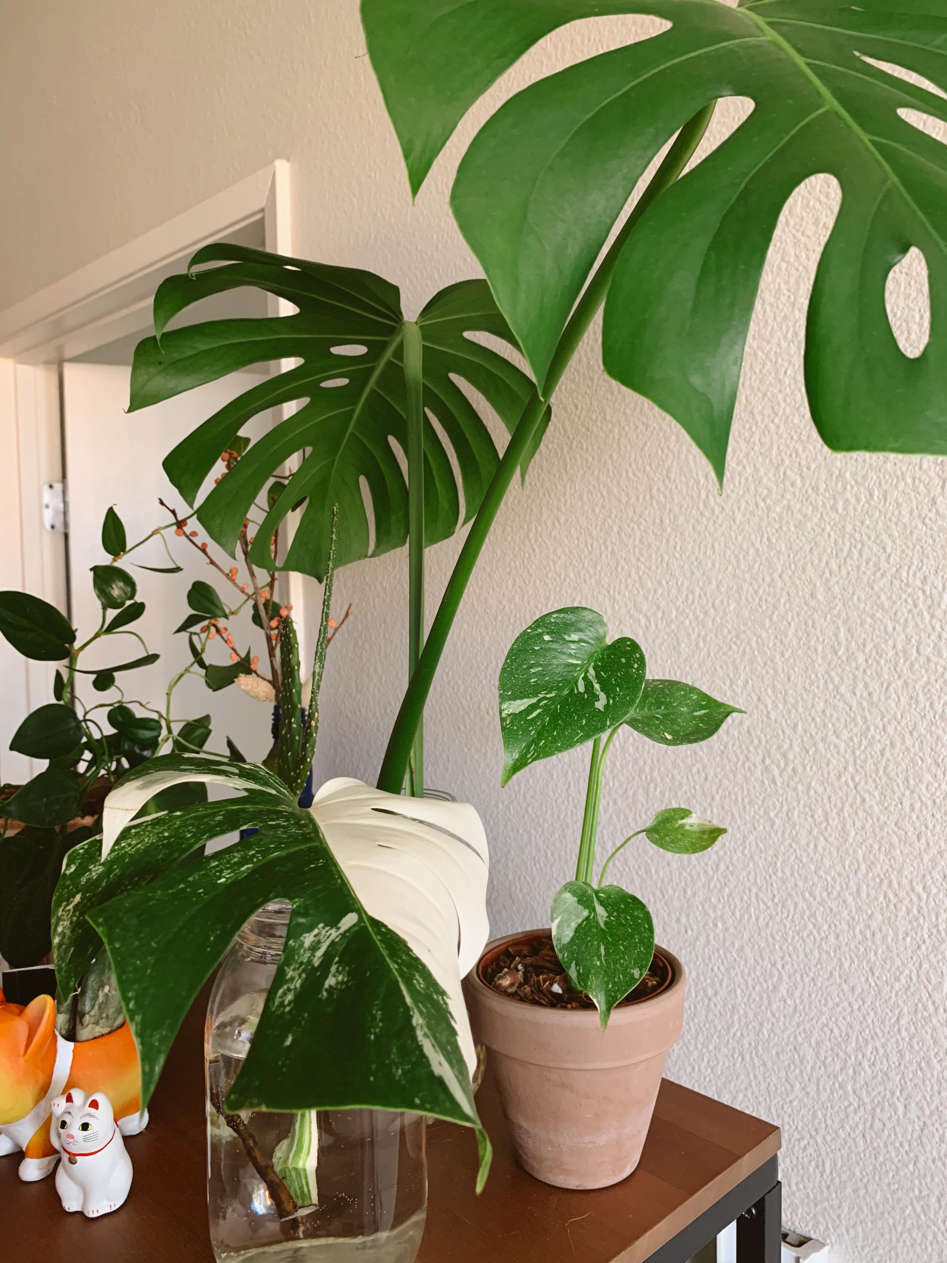 Trifecta | Scrolller