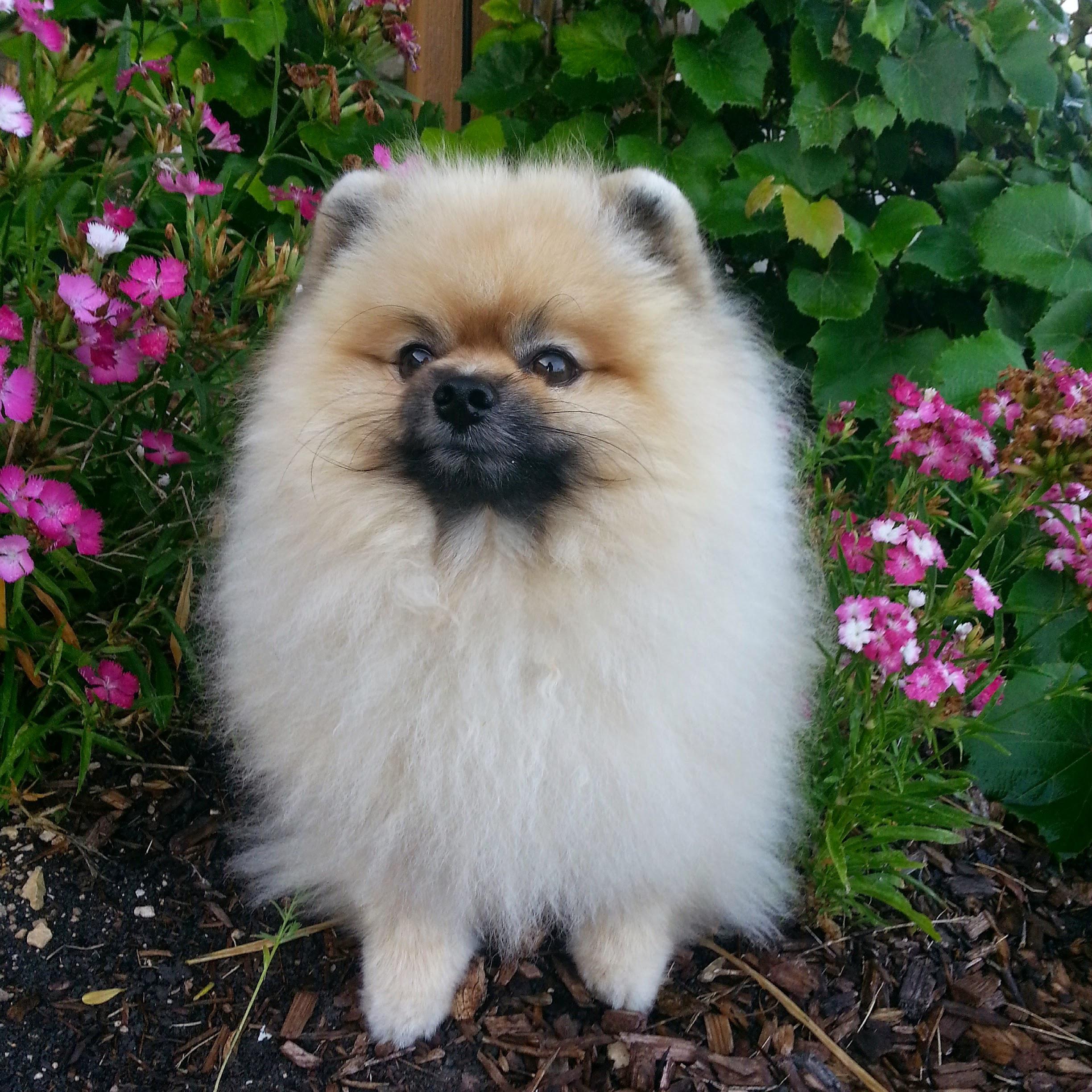 Trying to look distinguished in the flowers (he is watching a treat). | Scrolller