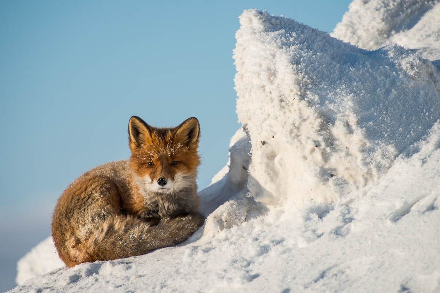 Discover more like Foxes: Trying to stay warm and Related Content | Scrolller