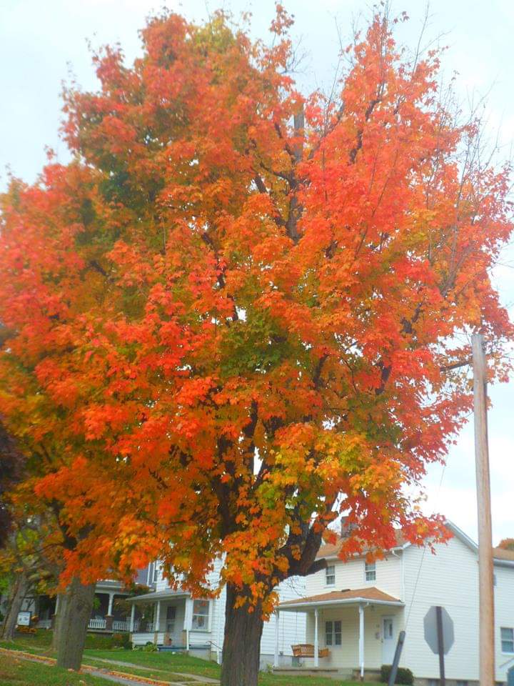 [TTM] Fall Foliage, Western Pennsylvania 🍂 | Scrolller
